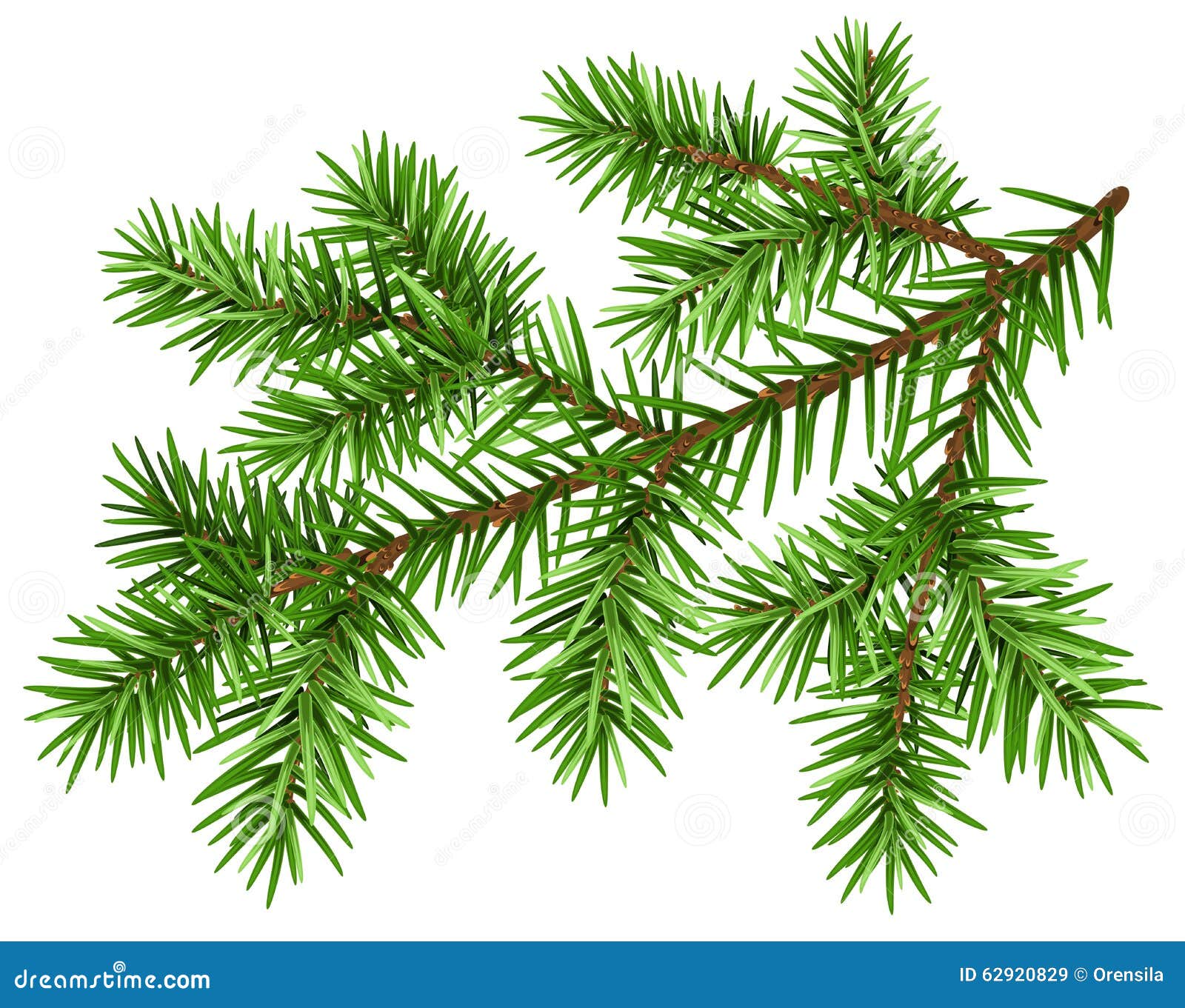 Branche De Pin Branche Pelucheuse Verte De Pin Illustration de Vecteur ...