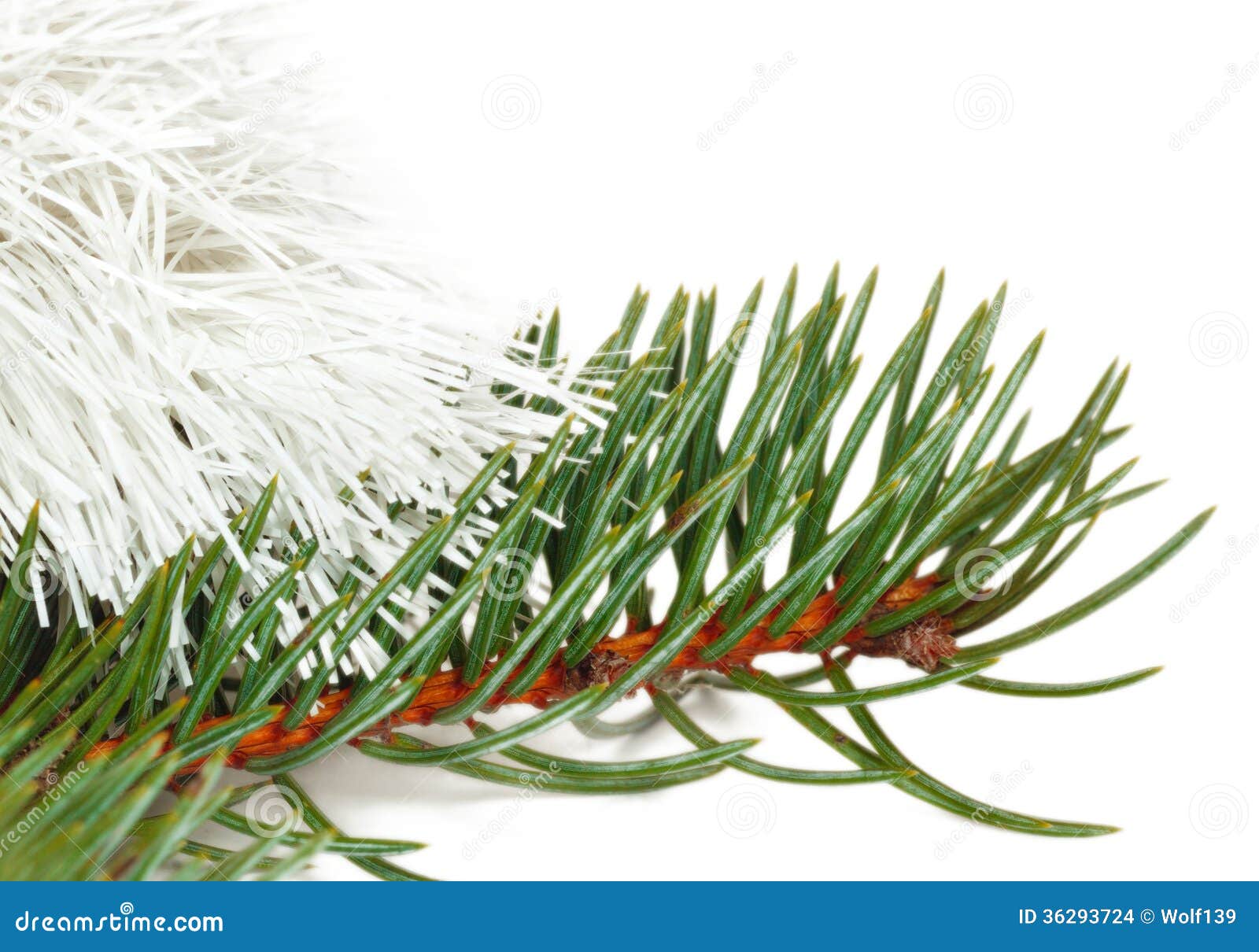 Branche De Pin Et Tresse Blanche Photo stock - Image of arbre, lumineux ...