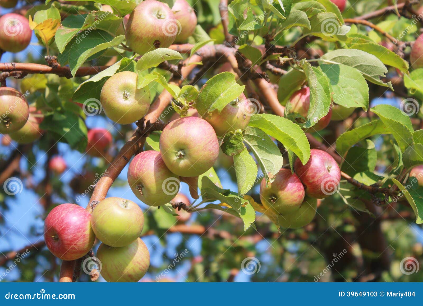 Branche De Pommier Avec Des Pommes. Image stock - Image du saison ...