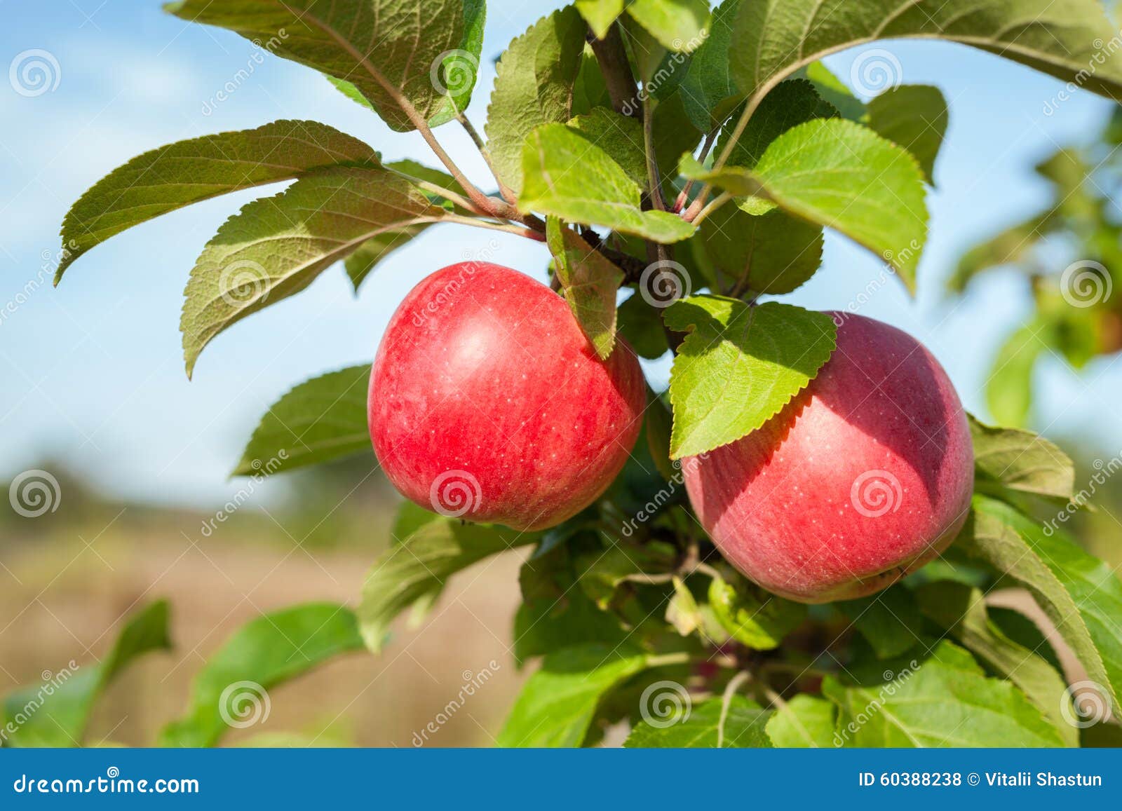 Branche De Pommier Avec Deux Pommes Rouges Dans Rustique Photo stock ...