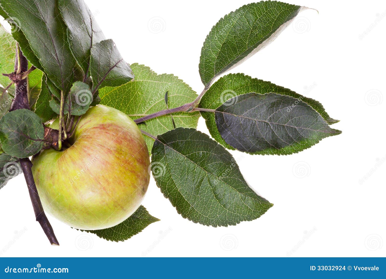 Branche De Pommier Avec Les Feuilles Vertes Photo stock - Image du ...