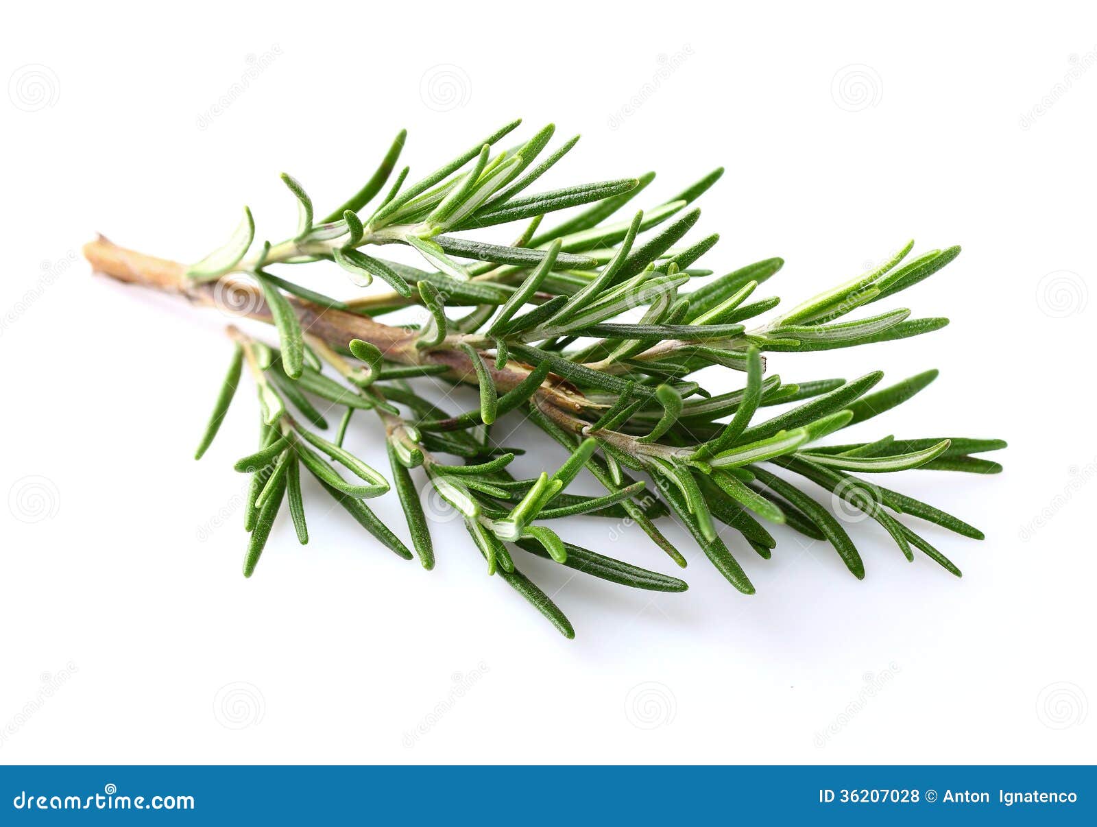 Branche de romarin photo stock. Image du ingrédient, épice - 36207028