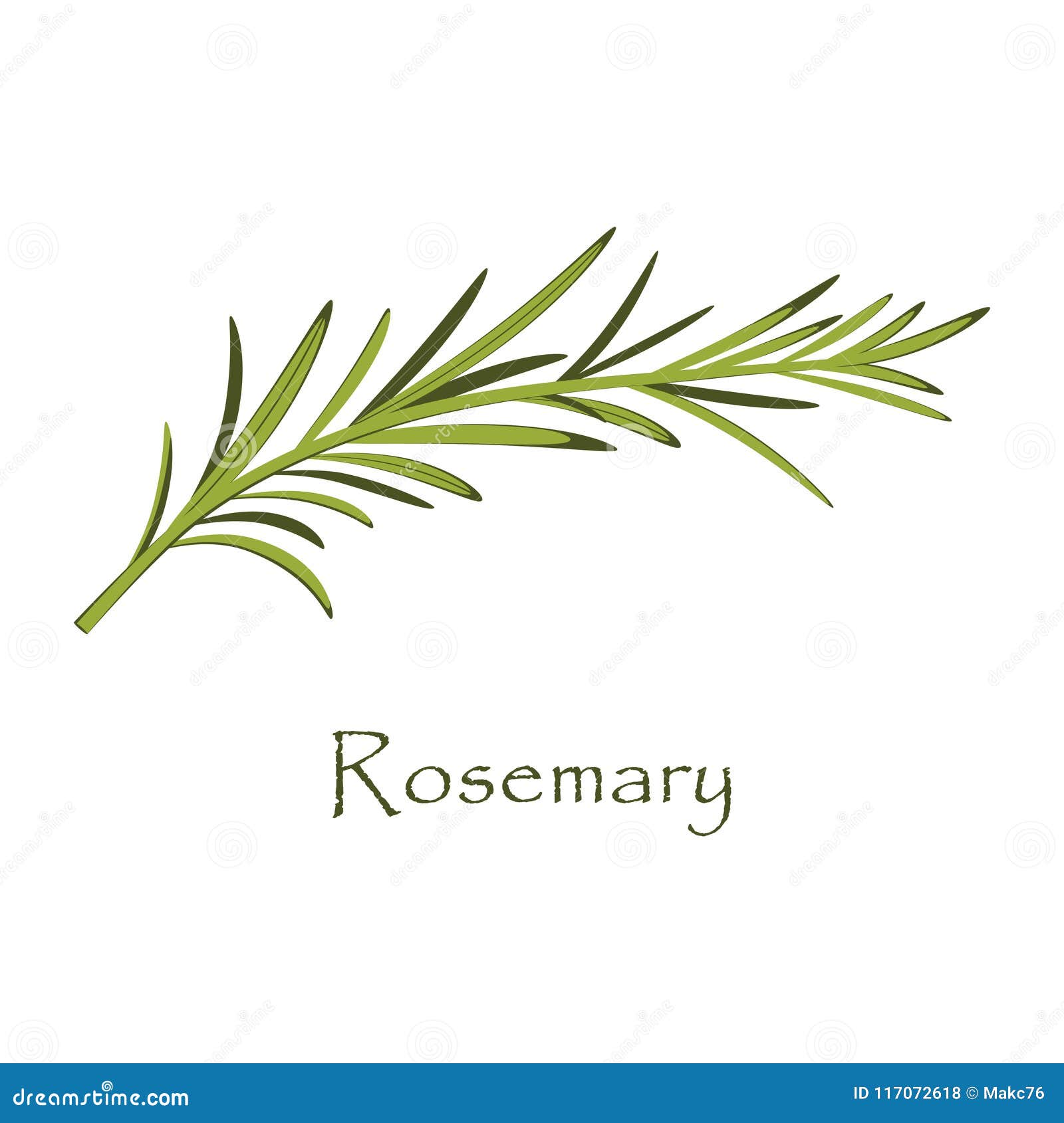 Branche De Romarin Sur Le Blanc Illustration de Vecteur - Illustration ...