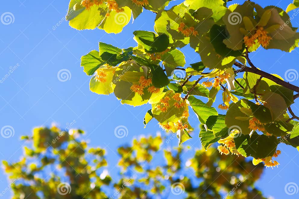 Branche De Tilleul En Soleil Image stock - Image du forêt, fleur: 69005137