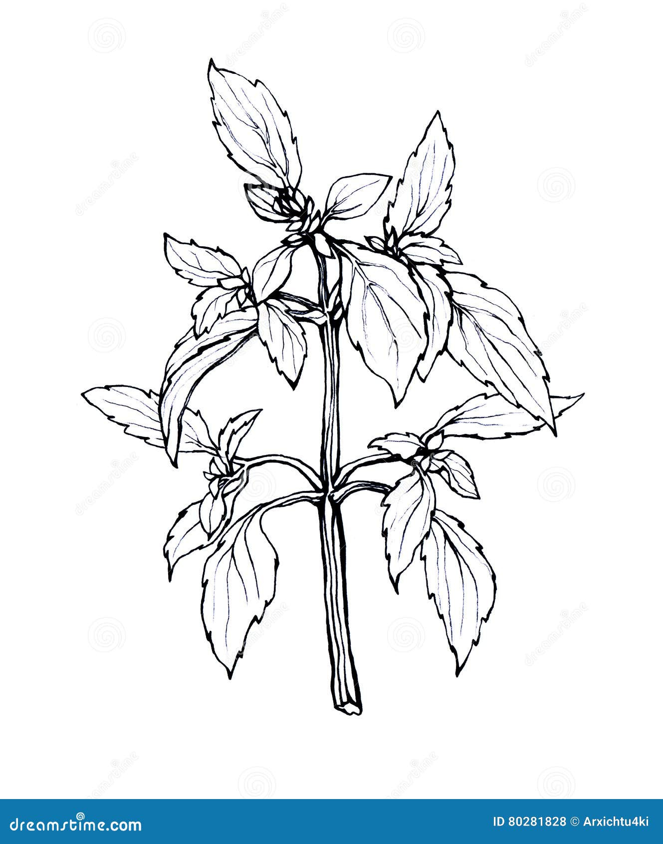 Branche Et Feuilles De Basilic Illustration Stock - Illustration du ...