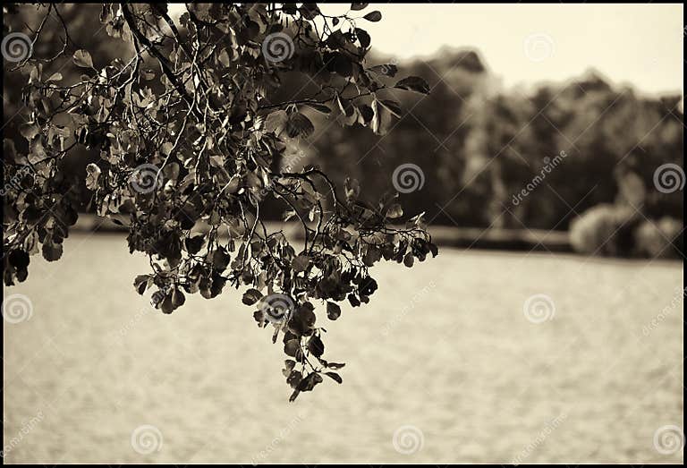 Branche feuillue photo stock. Image du lame, feuillu - 51301994