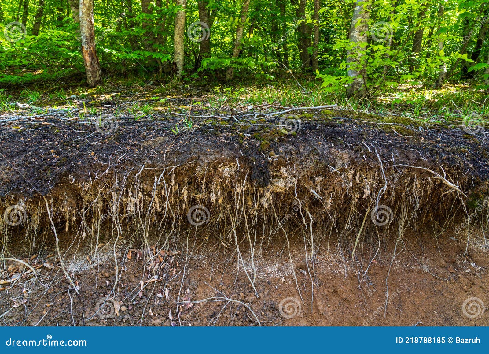 Branched bare tree roots stock image. Image of soil - 218788185
