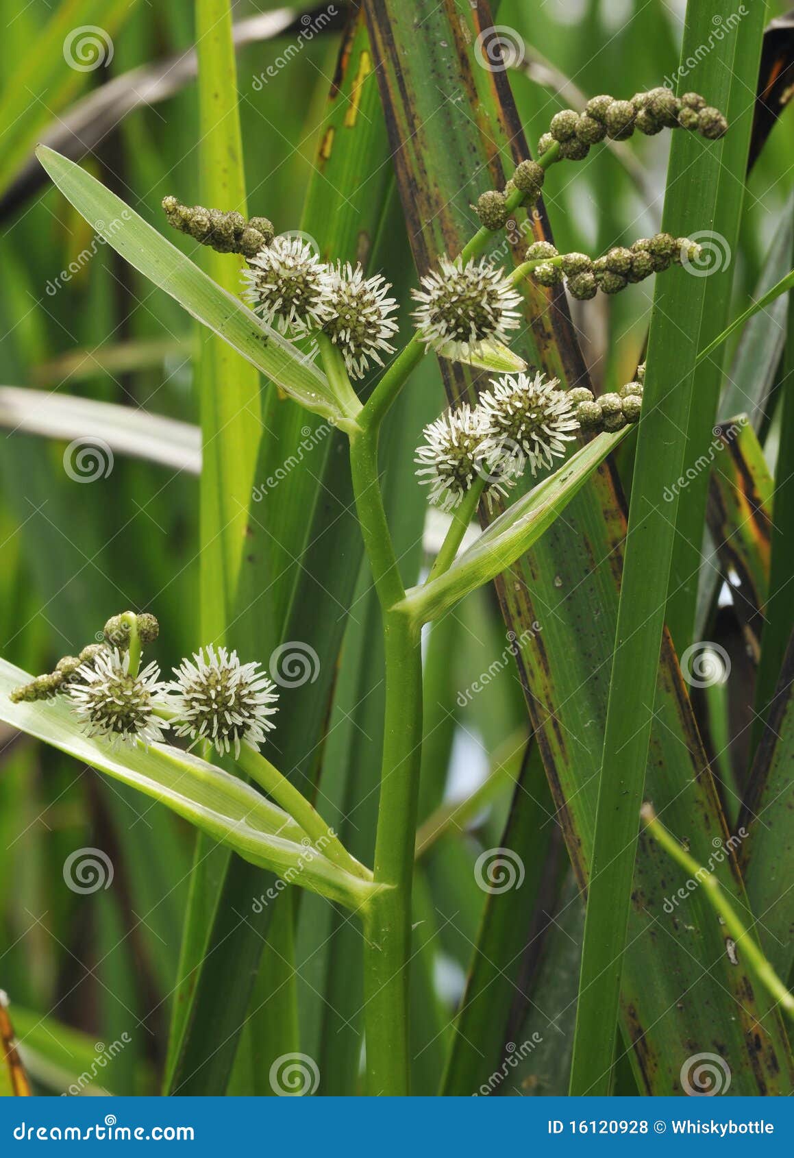 Branched Bur-reed stock photo. Image of erectum, wiltshire - 16120928