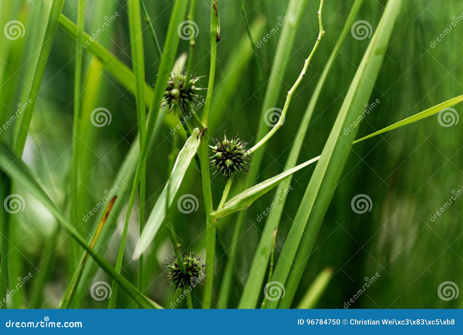 Branched Bur Reed, Sparganium Erectum. Stock Photo - Image of ...