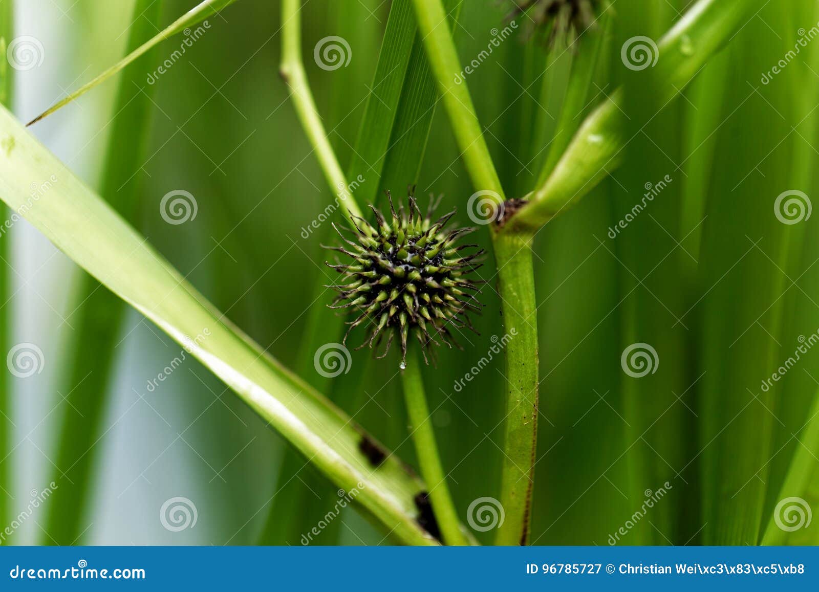 Branched Bur Reed, Sparganium Erectum. Stock Image - Image of reed ...