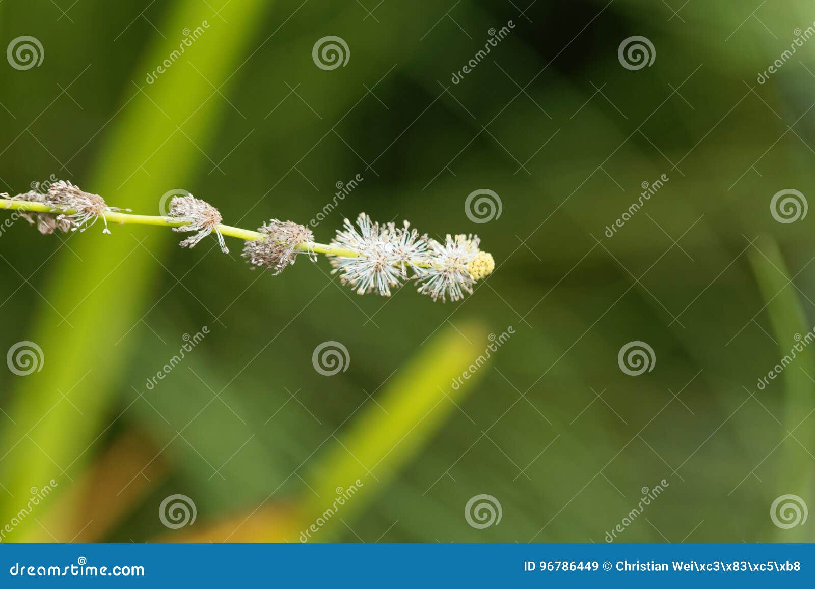 Branched Bur Reed, Sparganium Erectum. Stock Image - Image of botany ...