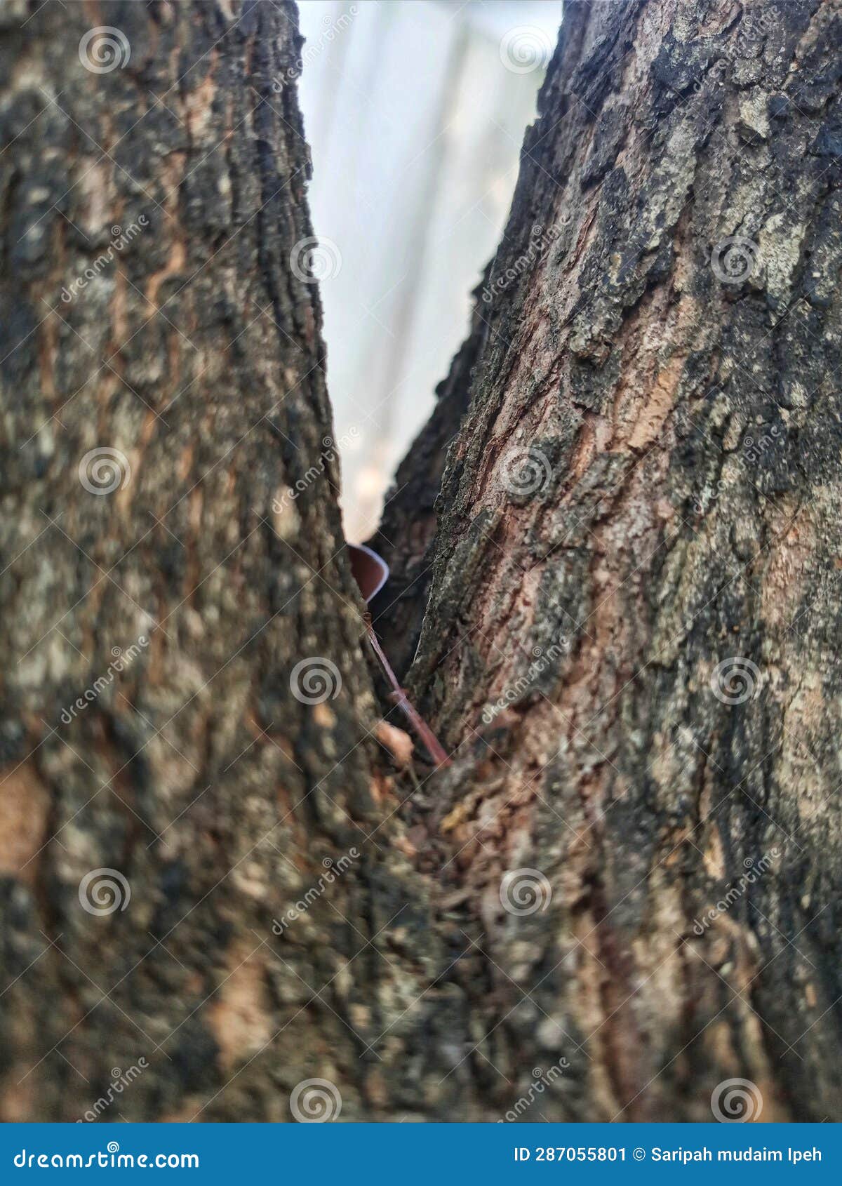 Branched Fiber Red Shoot Tree Stock Image - Image of shoot, fiber ...