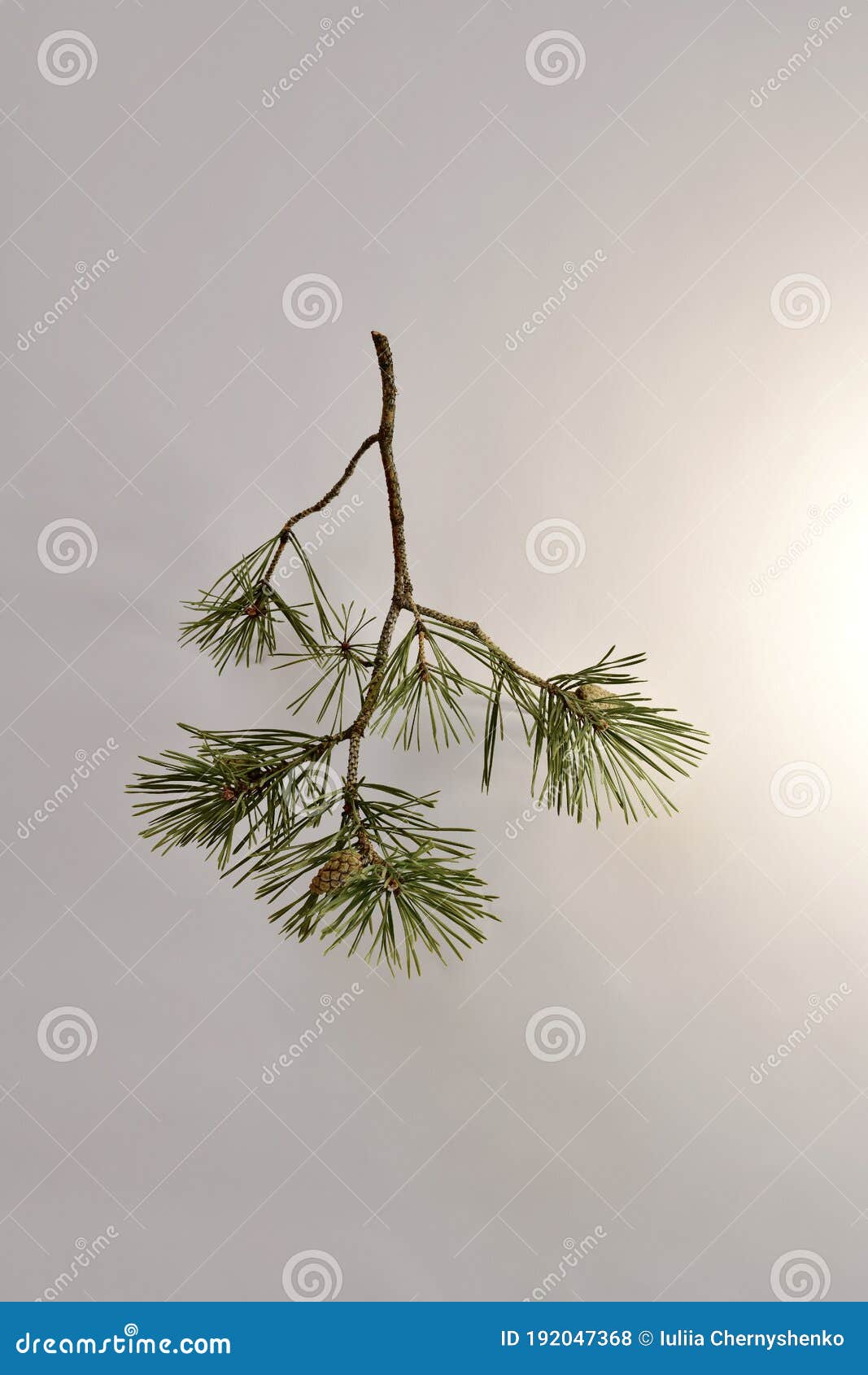 Branched Pine Branch with Sparse Needles and Cones Stock Photo - Image ...