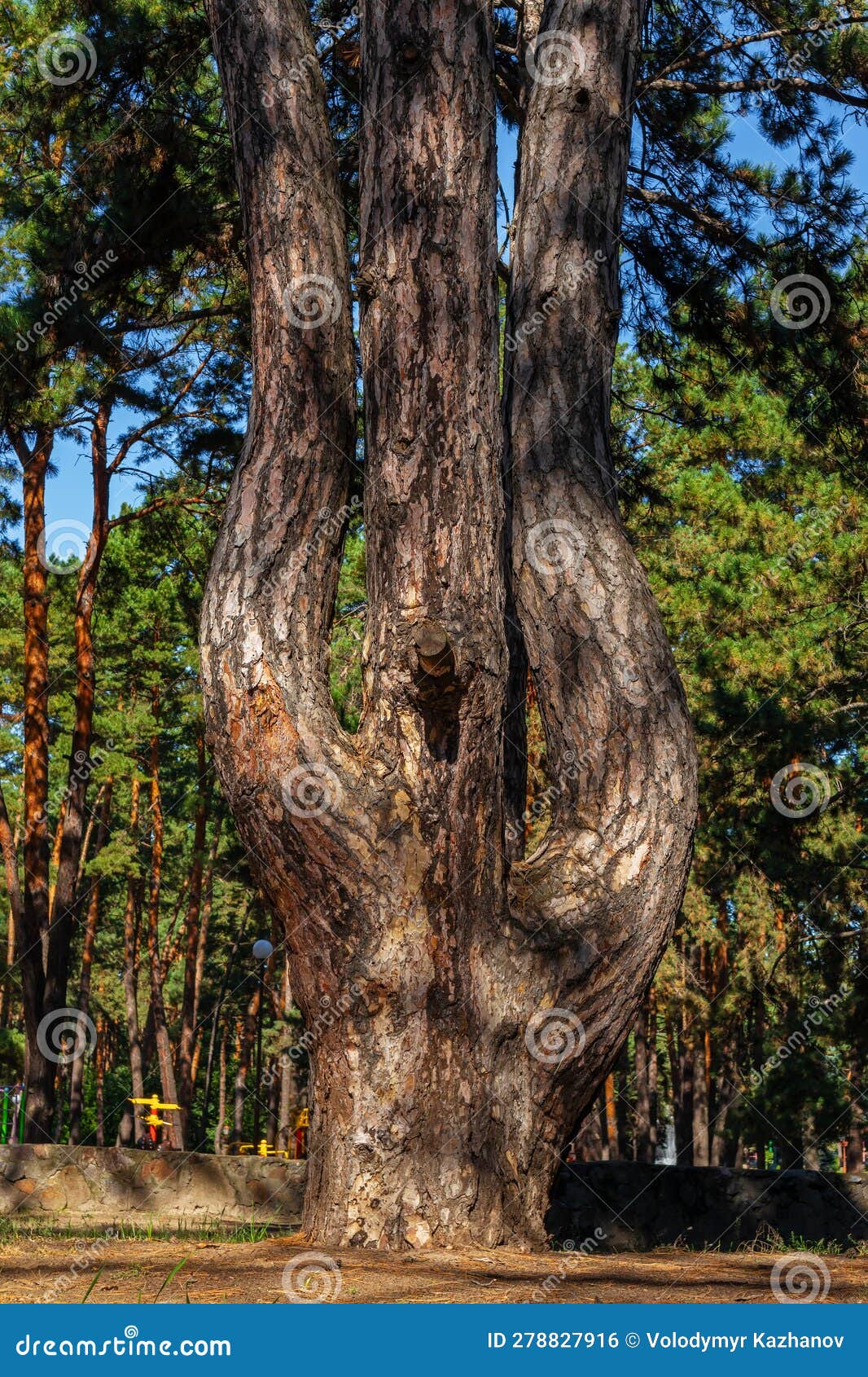 Branched Pine Tree in Three Parts. Trunks of an Old Tree in a Pine ...