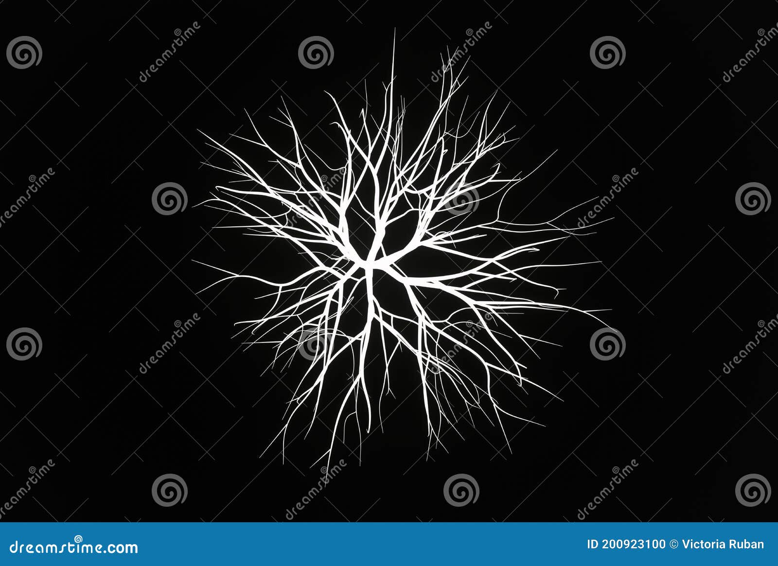 Branched Plant Roots on Black Backgroud Stock Illustration ...
