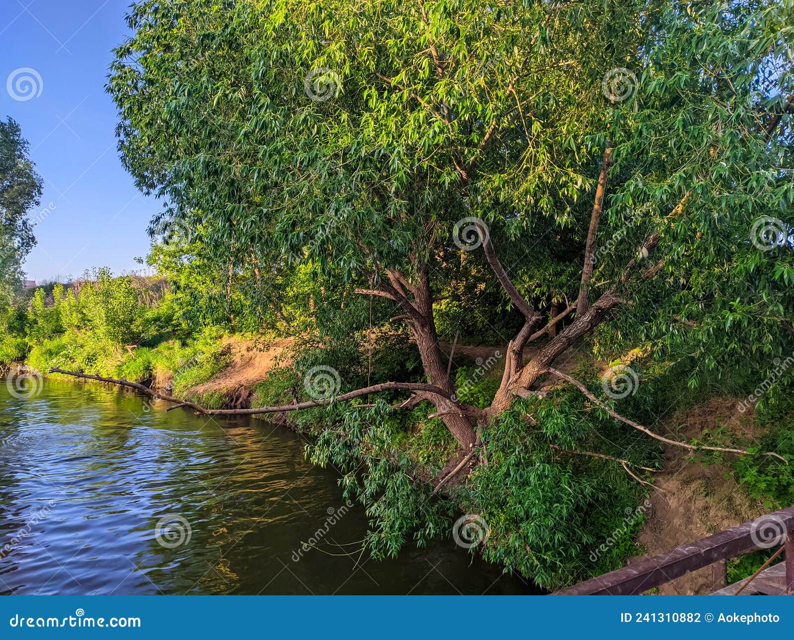 Branched Tree on the River Bank Stock Photo - Image of green, tree ...
