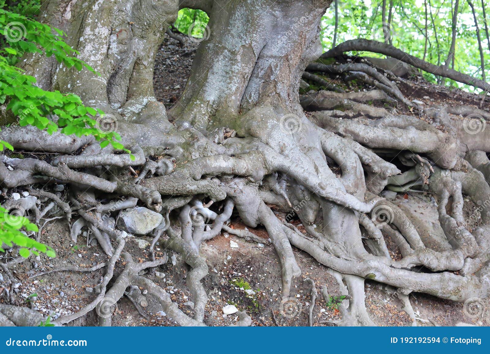 Branched tree root stock photo. Image of plants, nature - 192192594