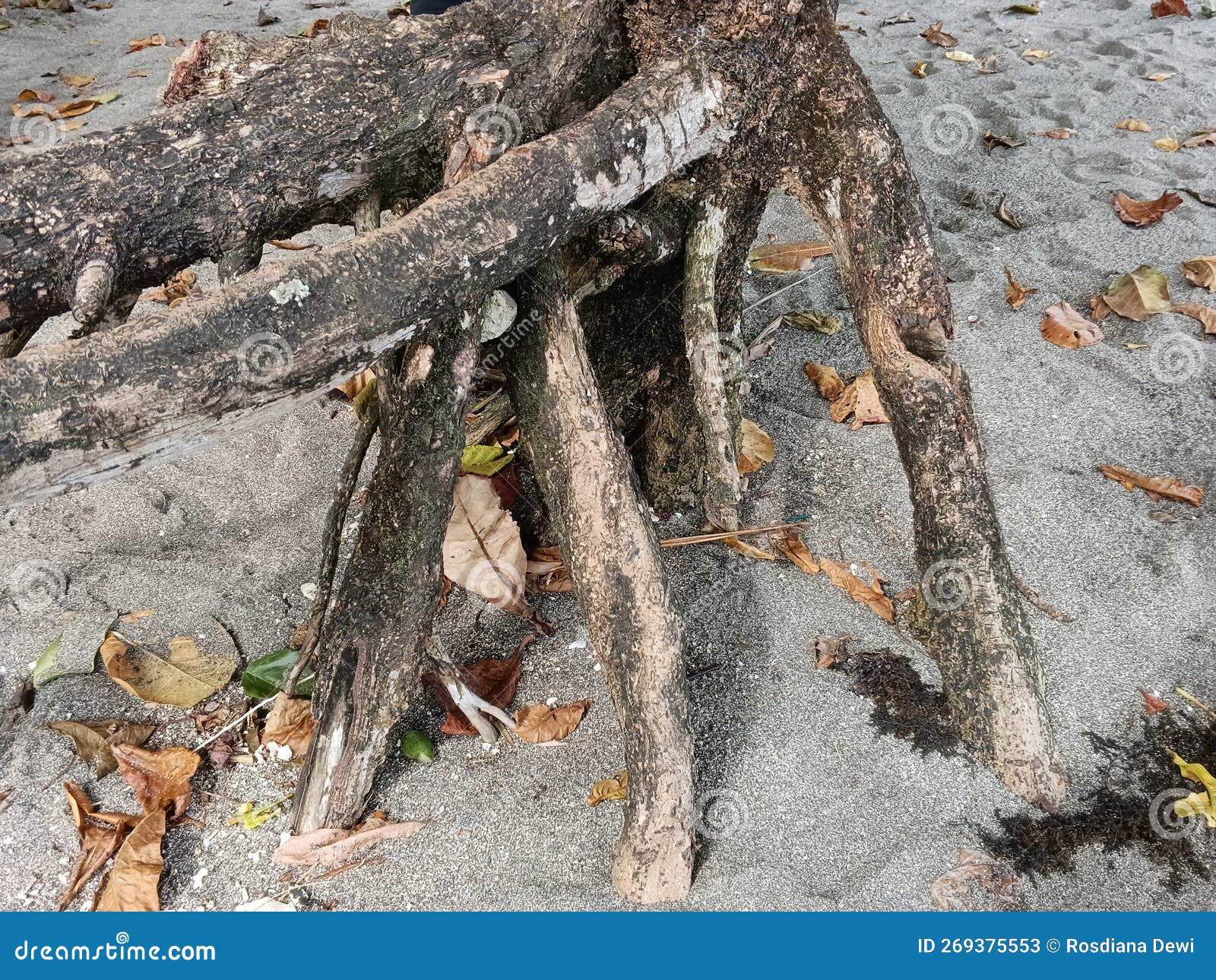 Branched tree roots stock image. Image of tree, branched - 269375553