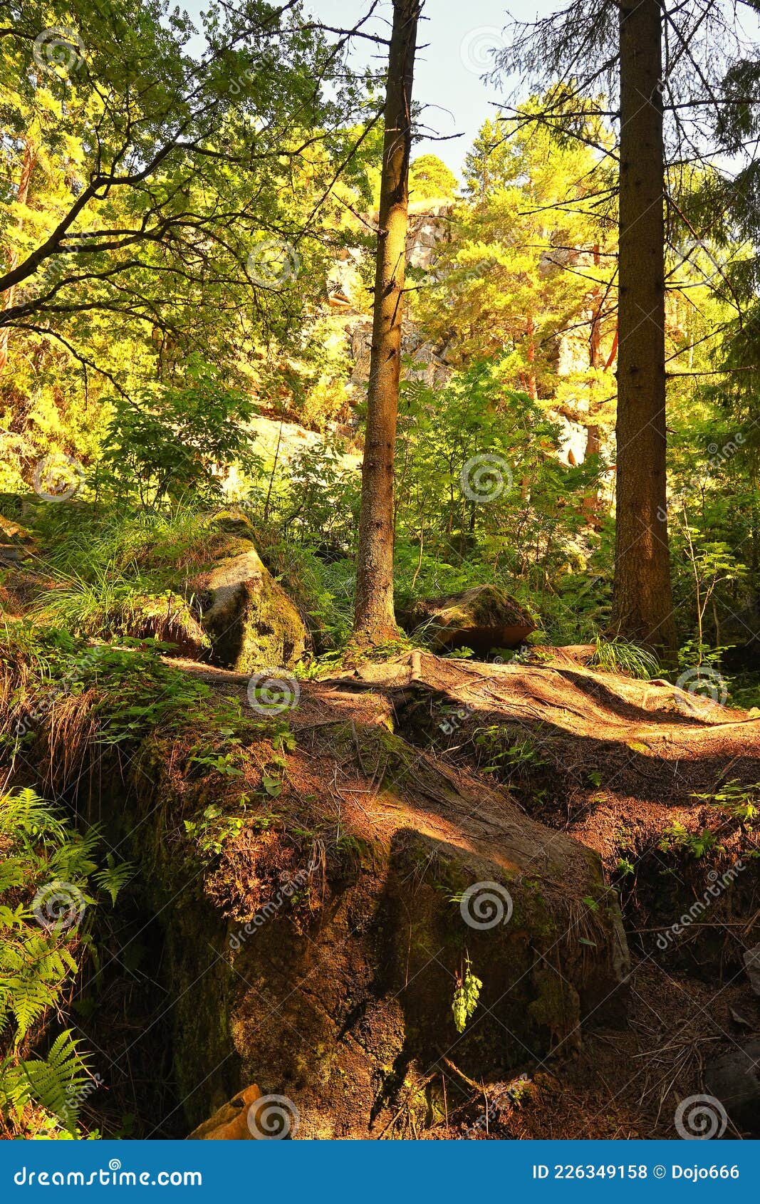 Branched Tree Roots View from Below at Sunset Stock Photo - Image of ...