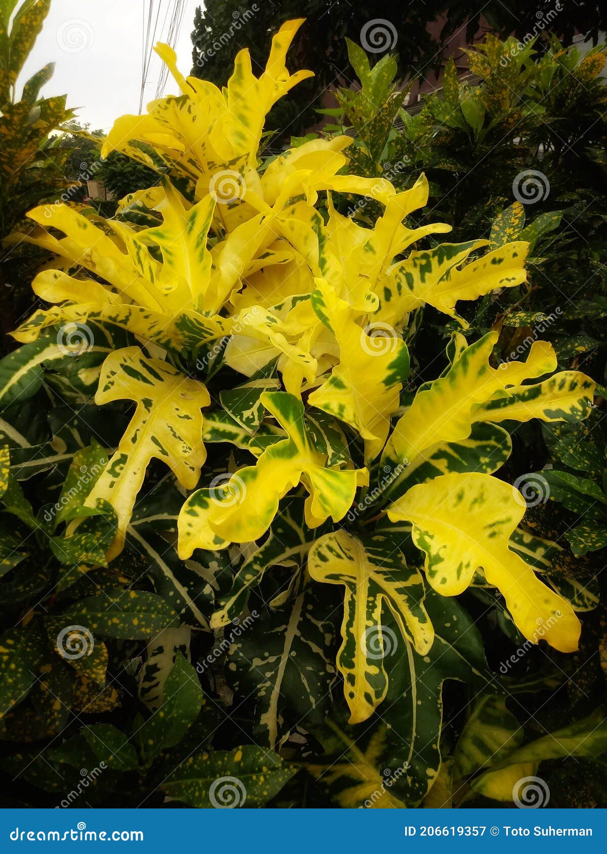 Branched Yellow Croton Plant Stock Image - Image of garden, blossom ...
