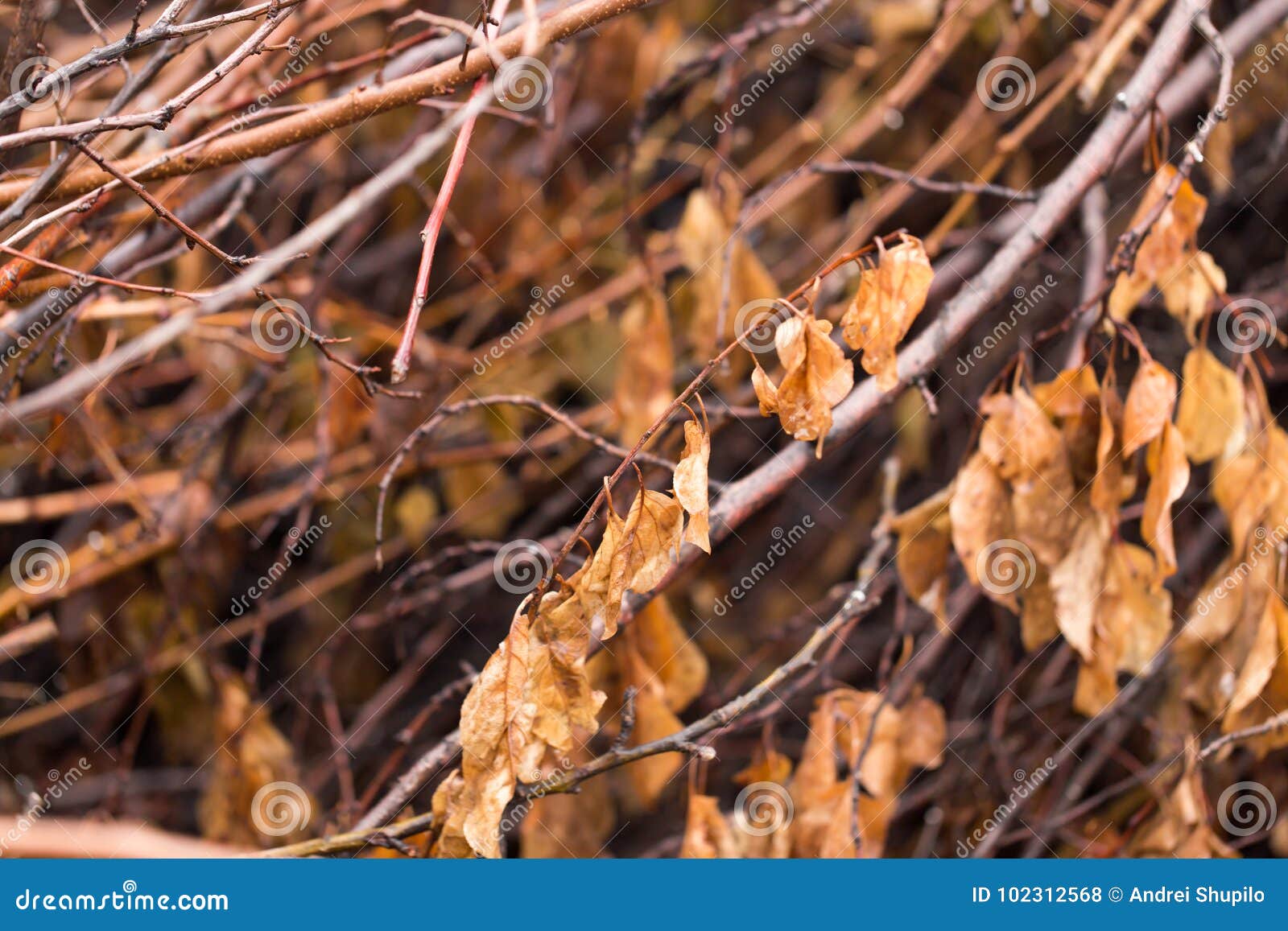 Branchement d'arbre sec photo stock. Image du branchement - 102312568