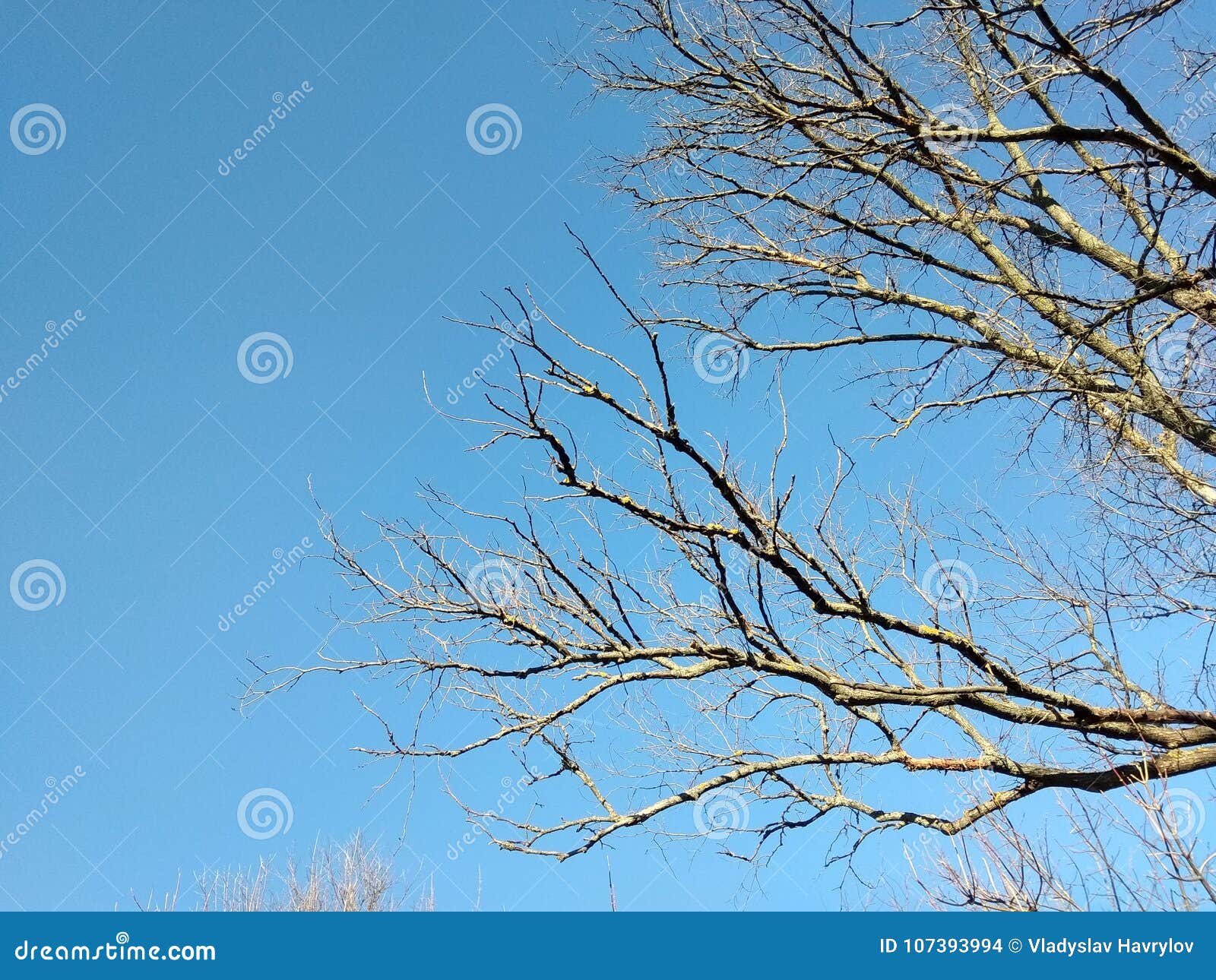 Branchement d'arbre sec photo stock. Image du branchement - 107393994