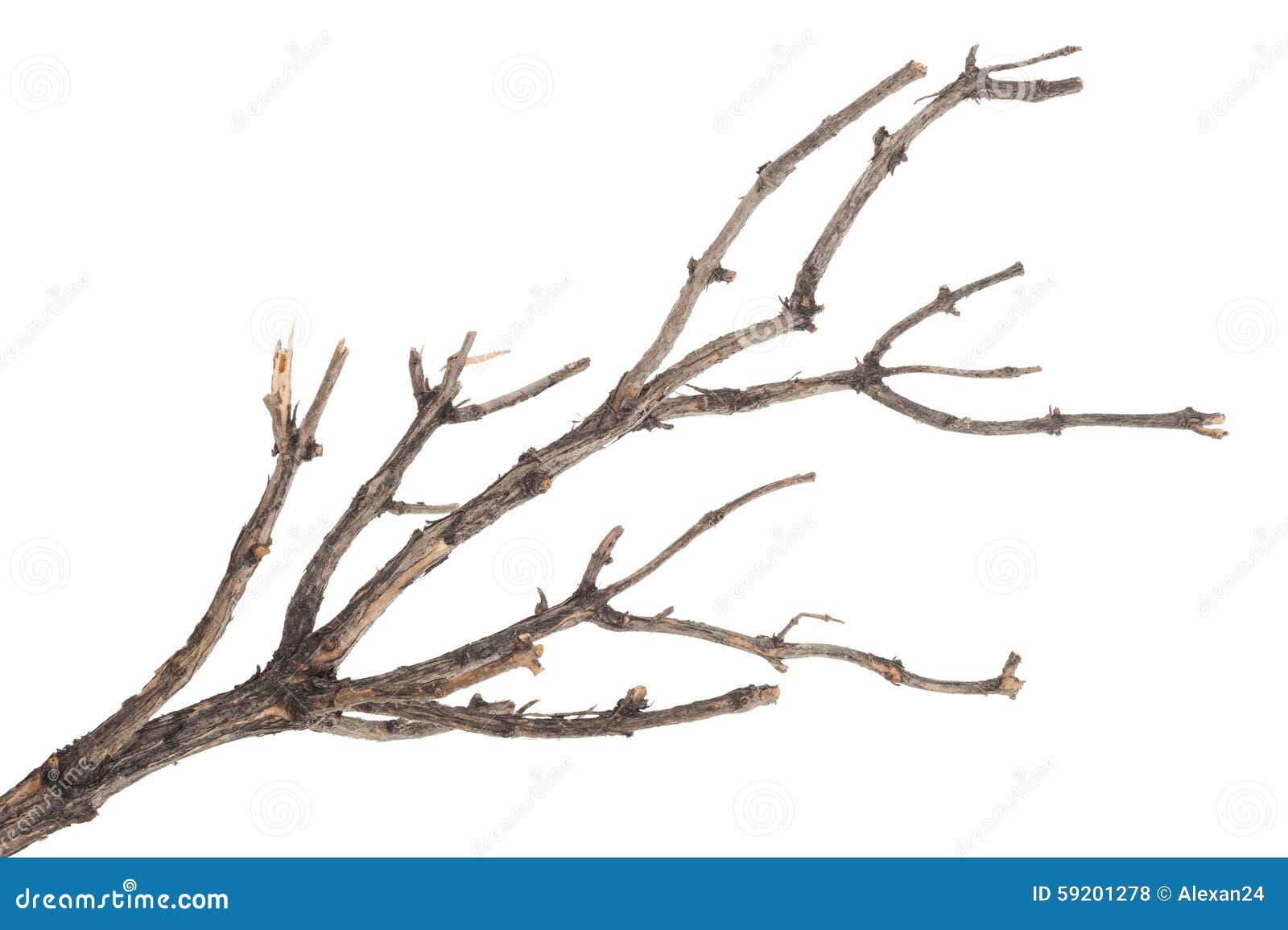 Branchement d'arbre sec photo stock. Image du mort, matrice - 59201278