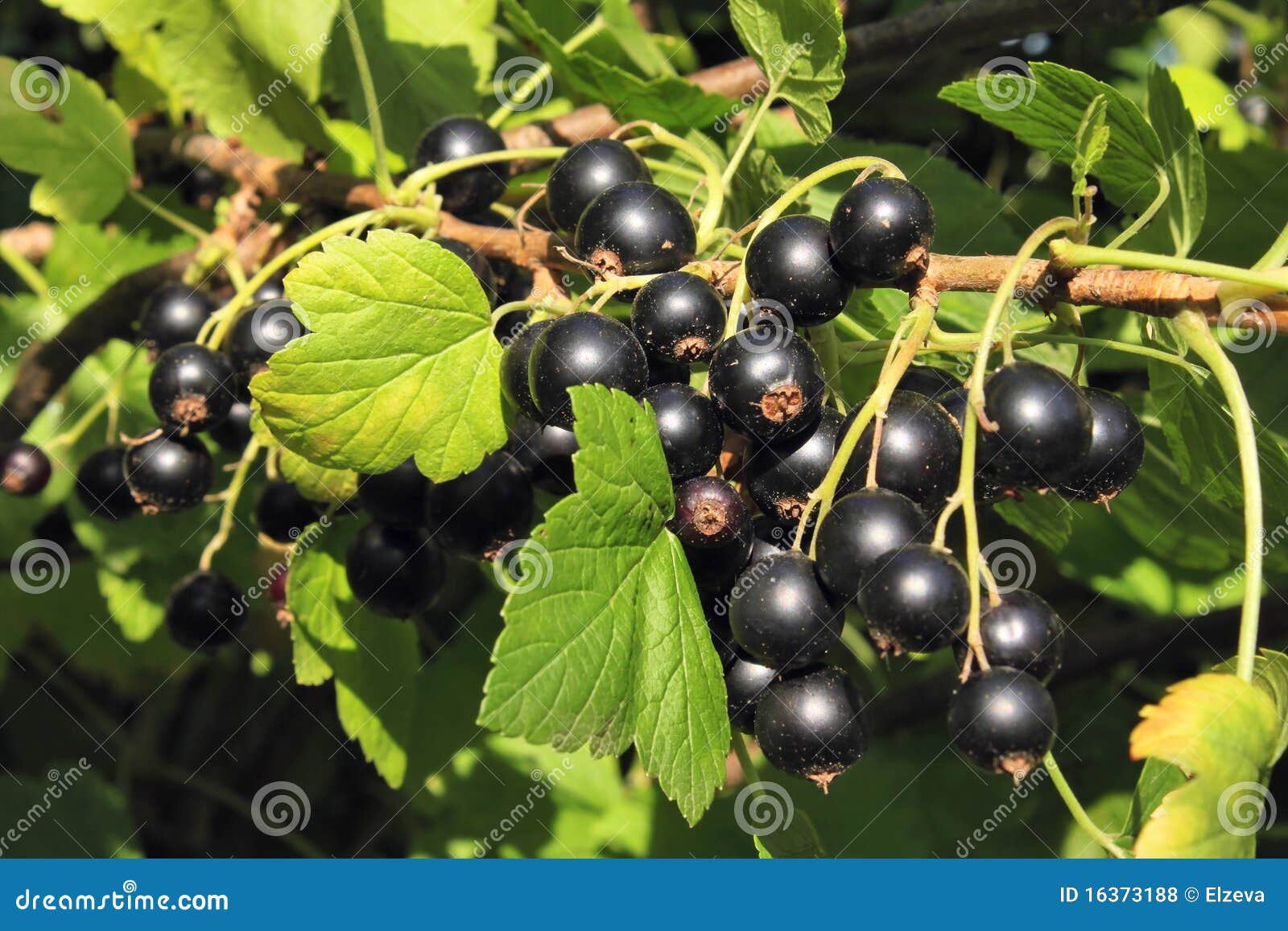 Branchement de cassis photo stock. Image du noir, corinthe - 16373188