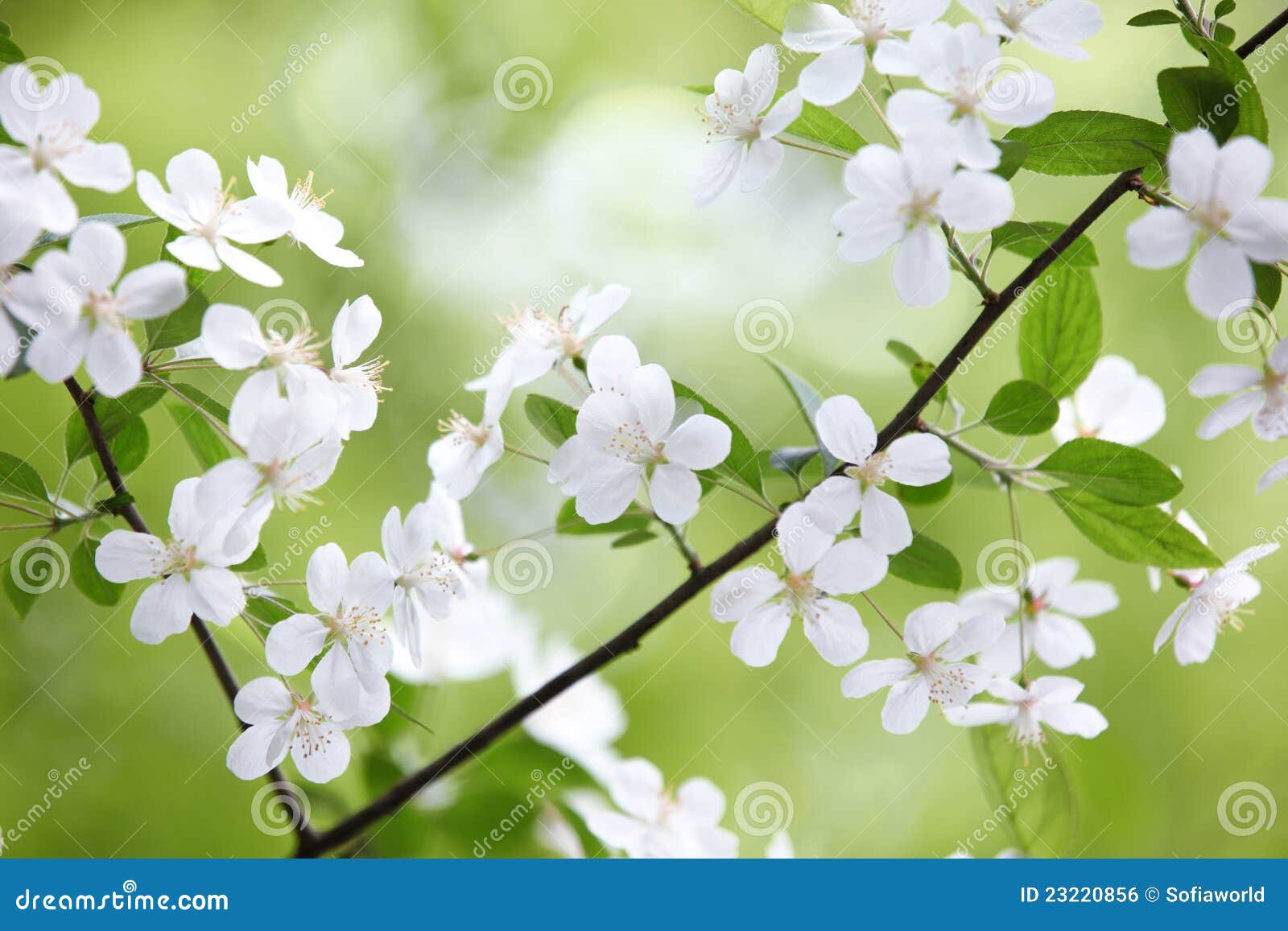 Branchement De Floraison De Prunier Photo stock - Image du fond, nature ...