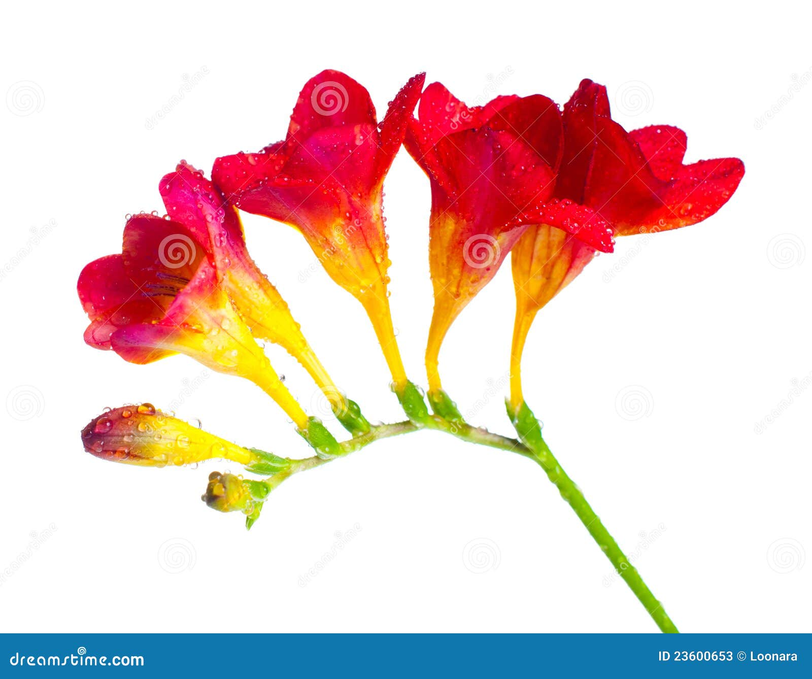 Branchement De Freesia Rouge Et Jaune Image stock - Image du centrales ...