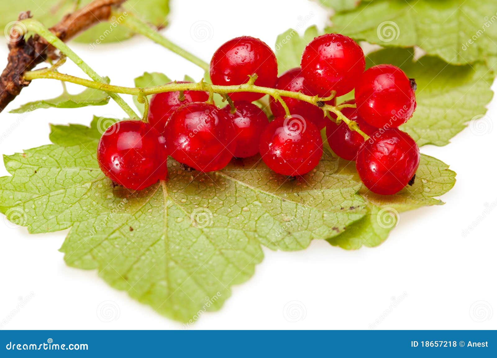 Branchement De Groseille Rouge Photo stock - Image du rouge, corinthe ...