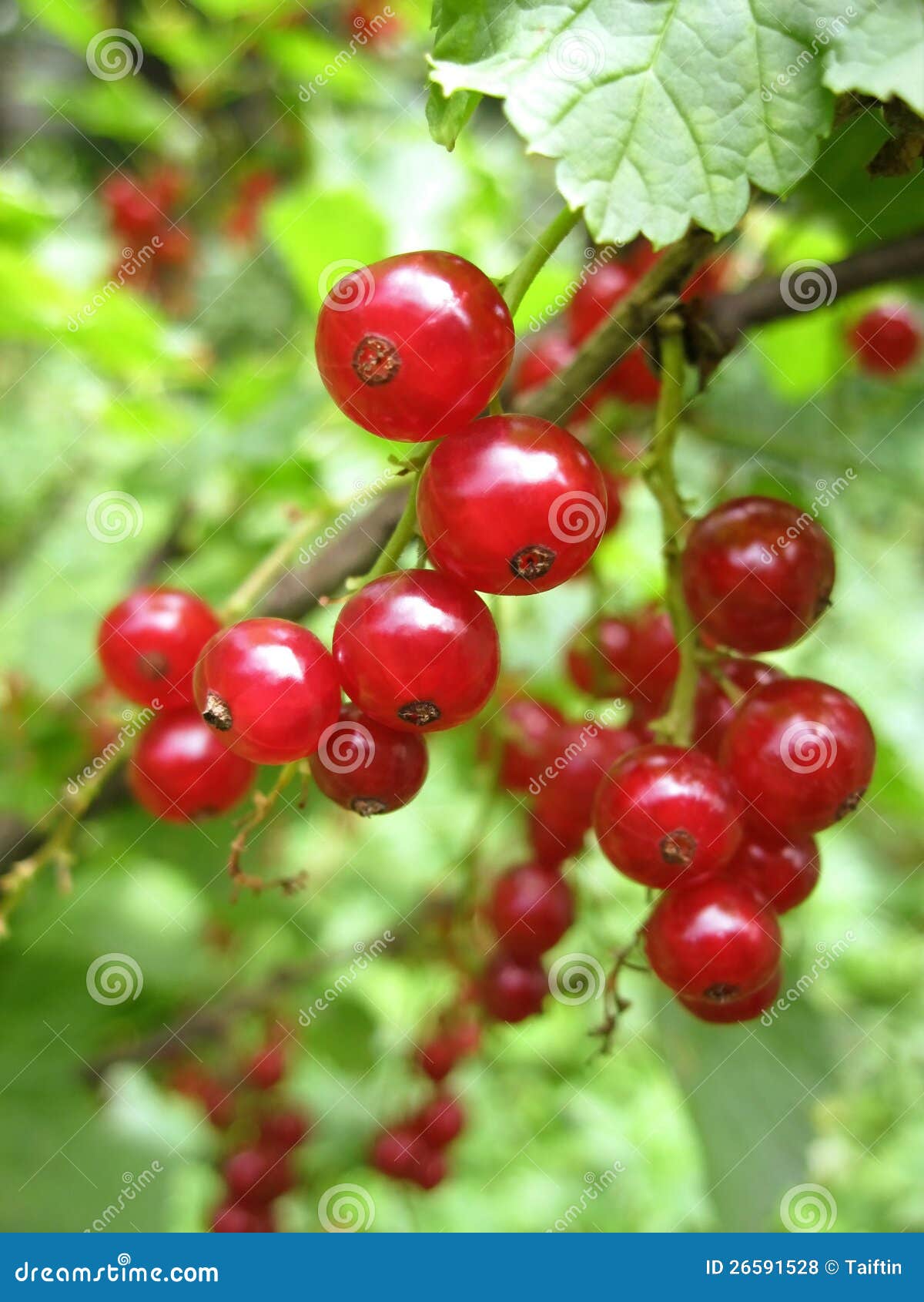 Branchement De Groseille Rouge Photo stock - Image du objets, moisson ...