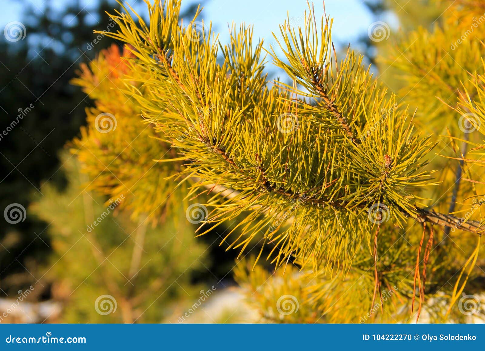 Branchement De L'arbre De Pin Photo stock - Image du sapin, abondant ...
