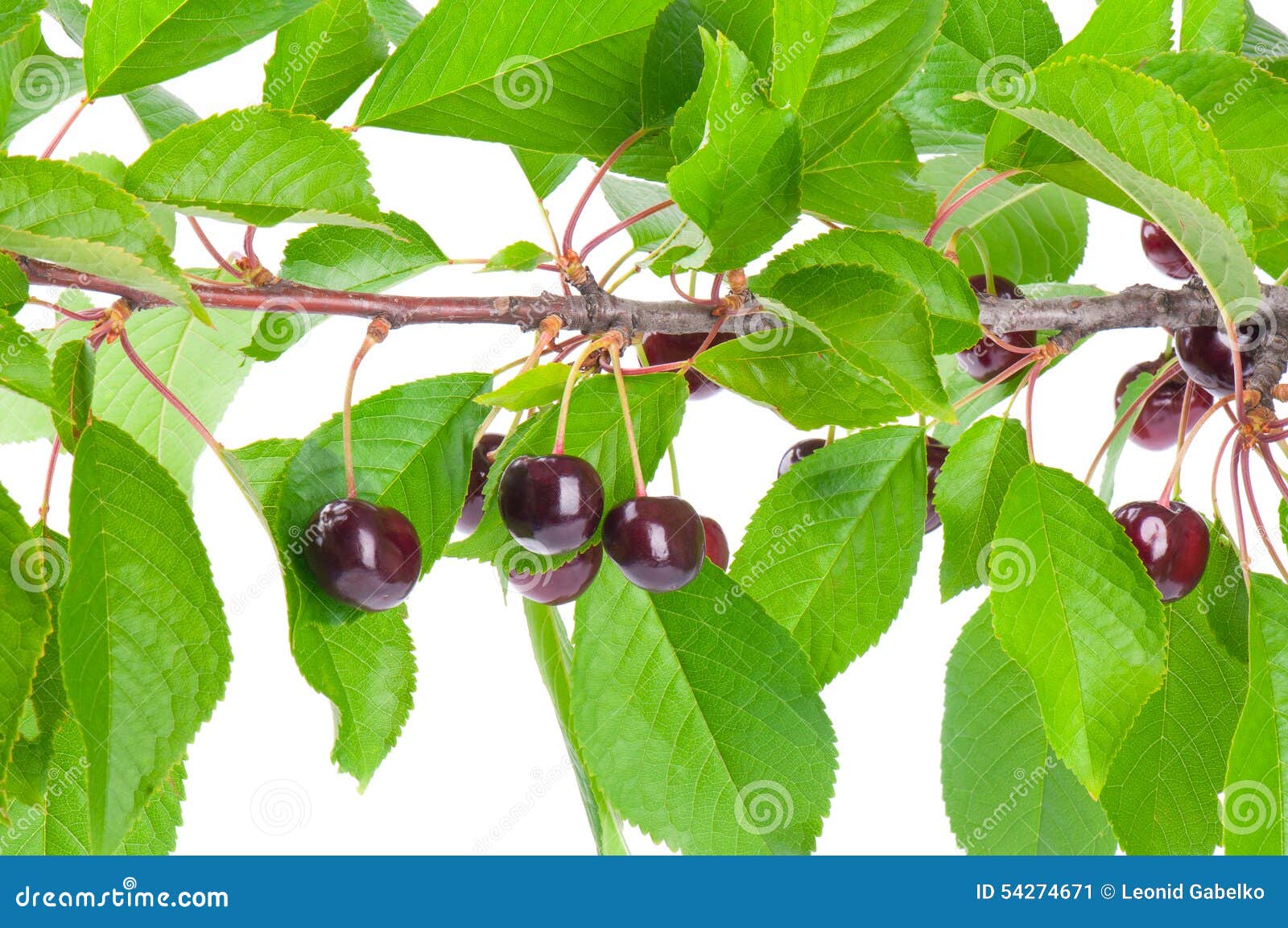 Branchement de merise image stock. Image du cerise, nature - 54274671