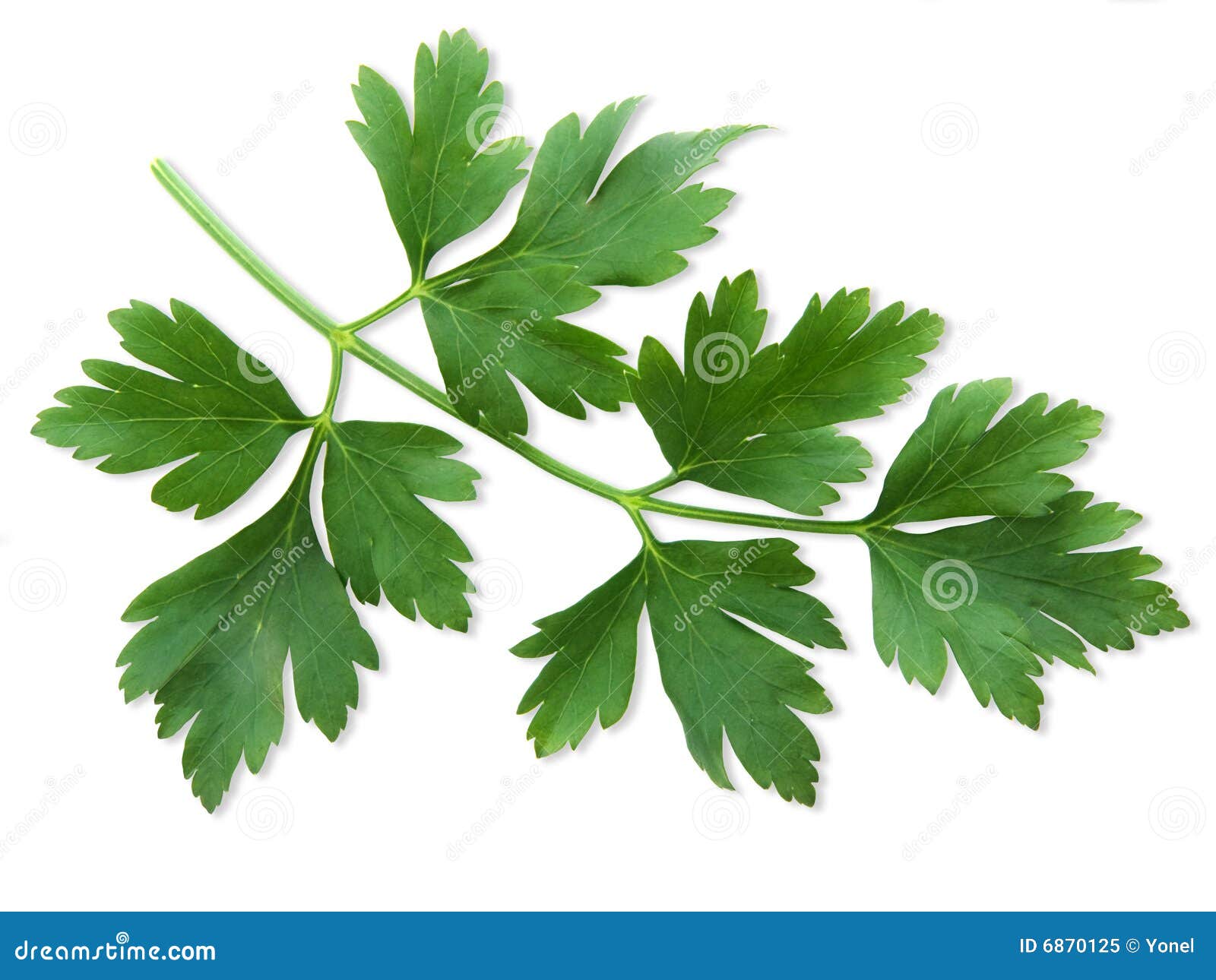 Branchement de persil image stock. Image du ingrédient - 6870125
