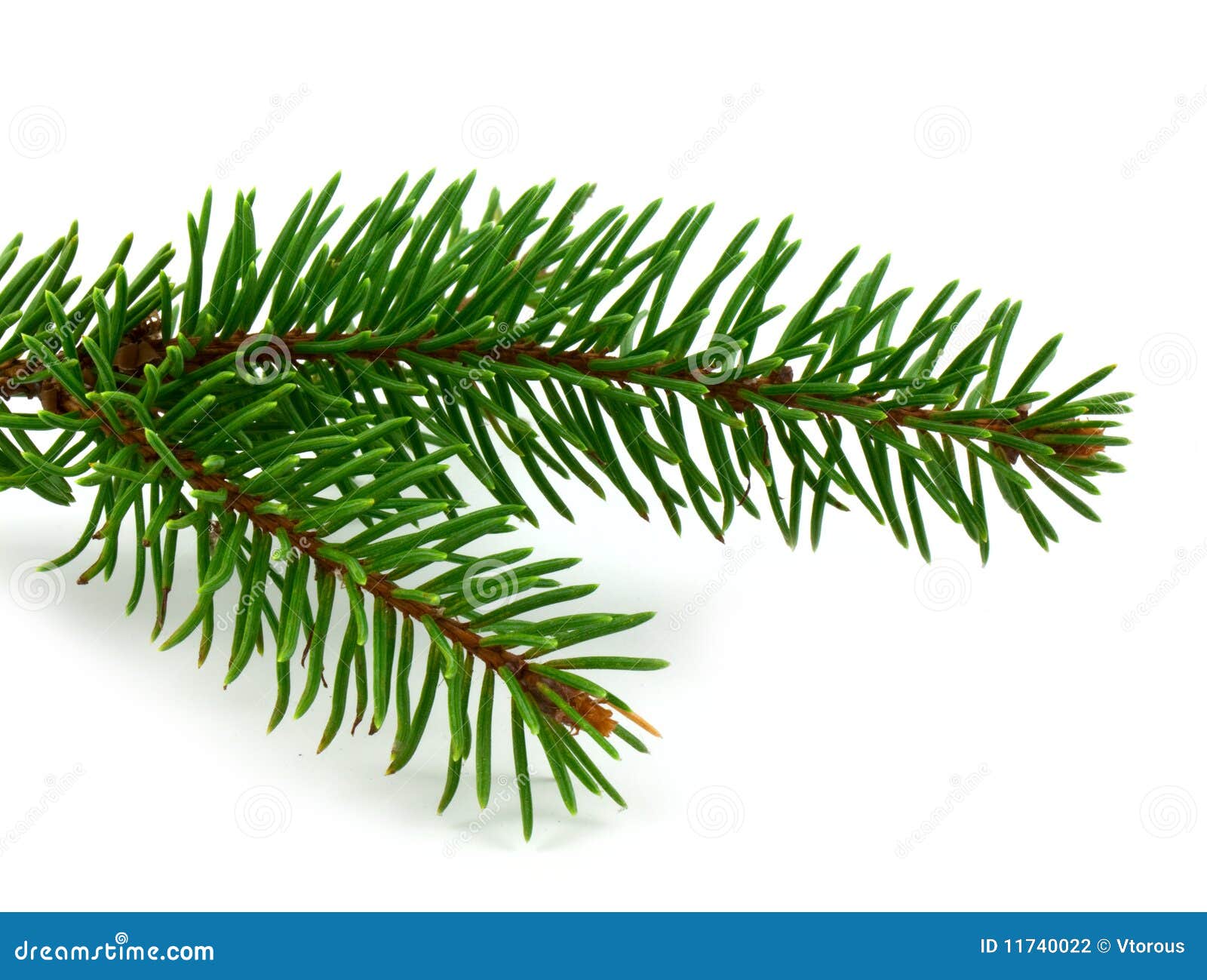 Branchement de pin photo stock. Image du abondant, simple - 11740022