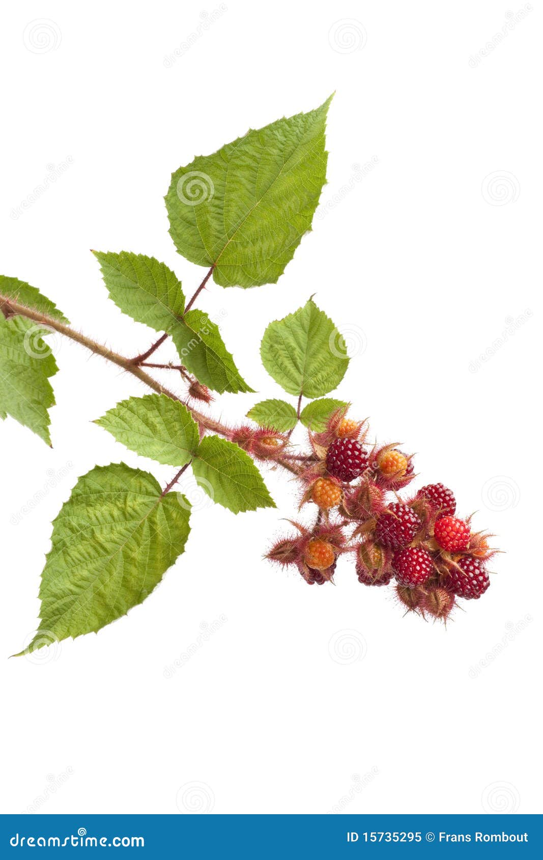 Branchement Des Baies Comestibles Rouges Image stock - Image du baie ...