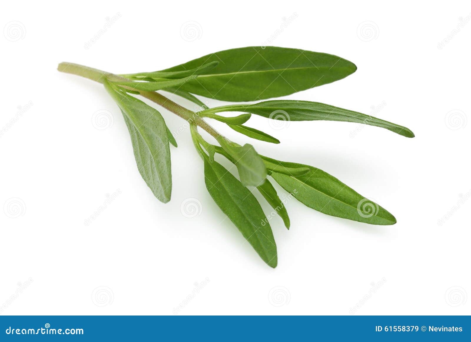 Branchement frais de thym image stock. Image du lame - 61558379