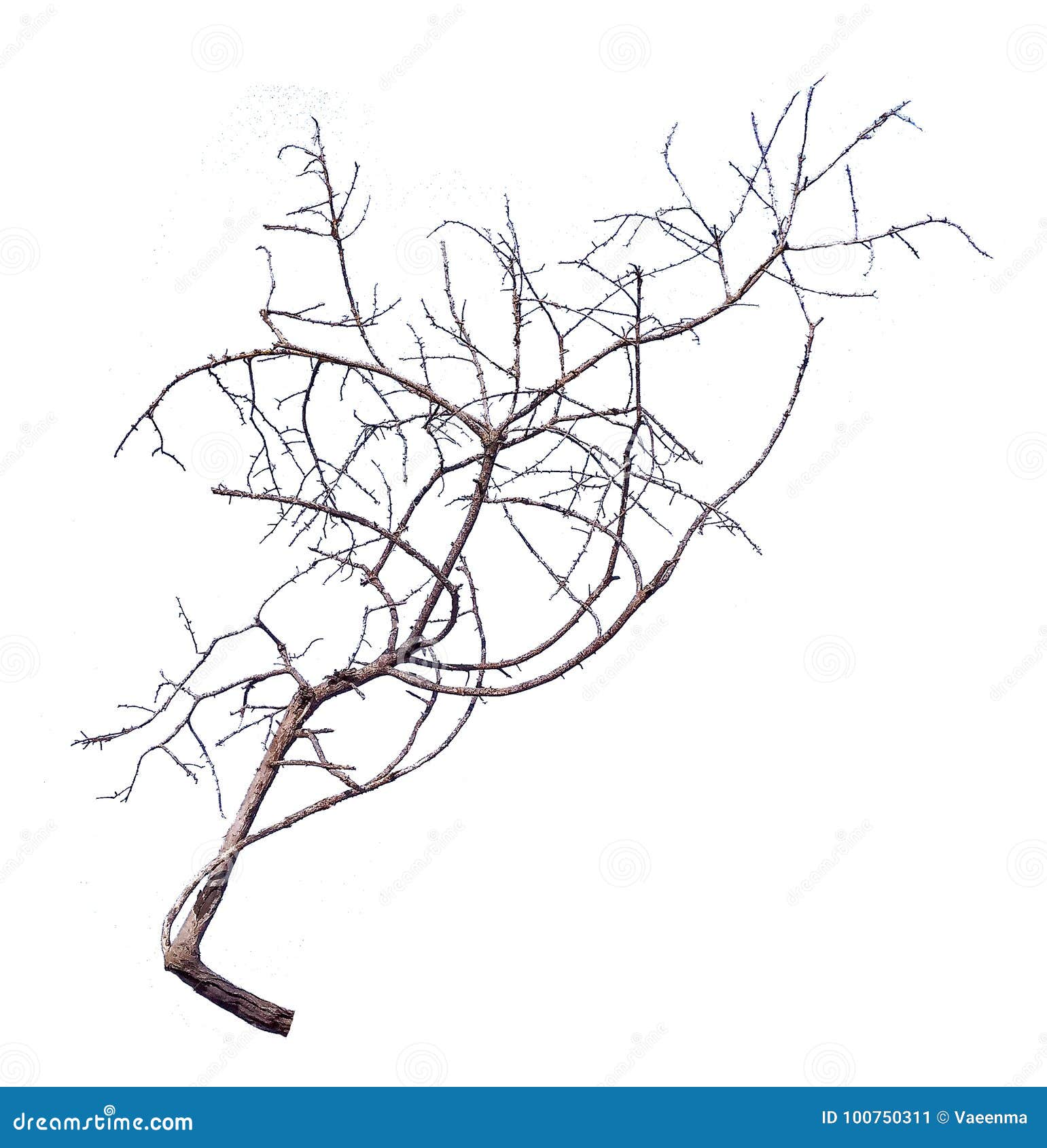 Branchement sec image stock. Image du gris, ornemental - 100750311