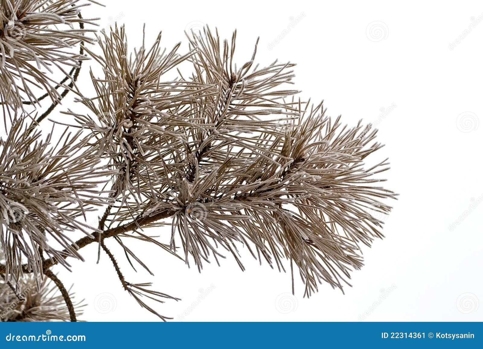 Branchement sec de pin image stock. Image du normal, neige - 22314361