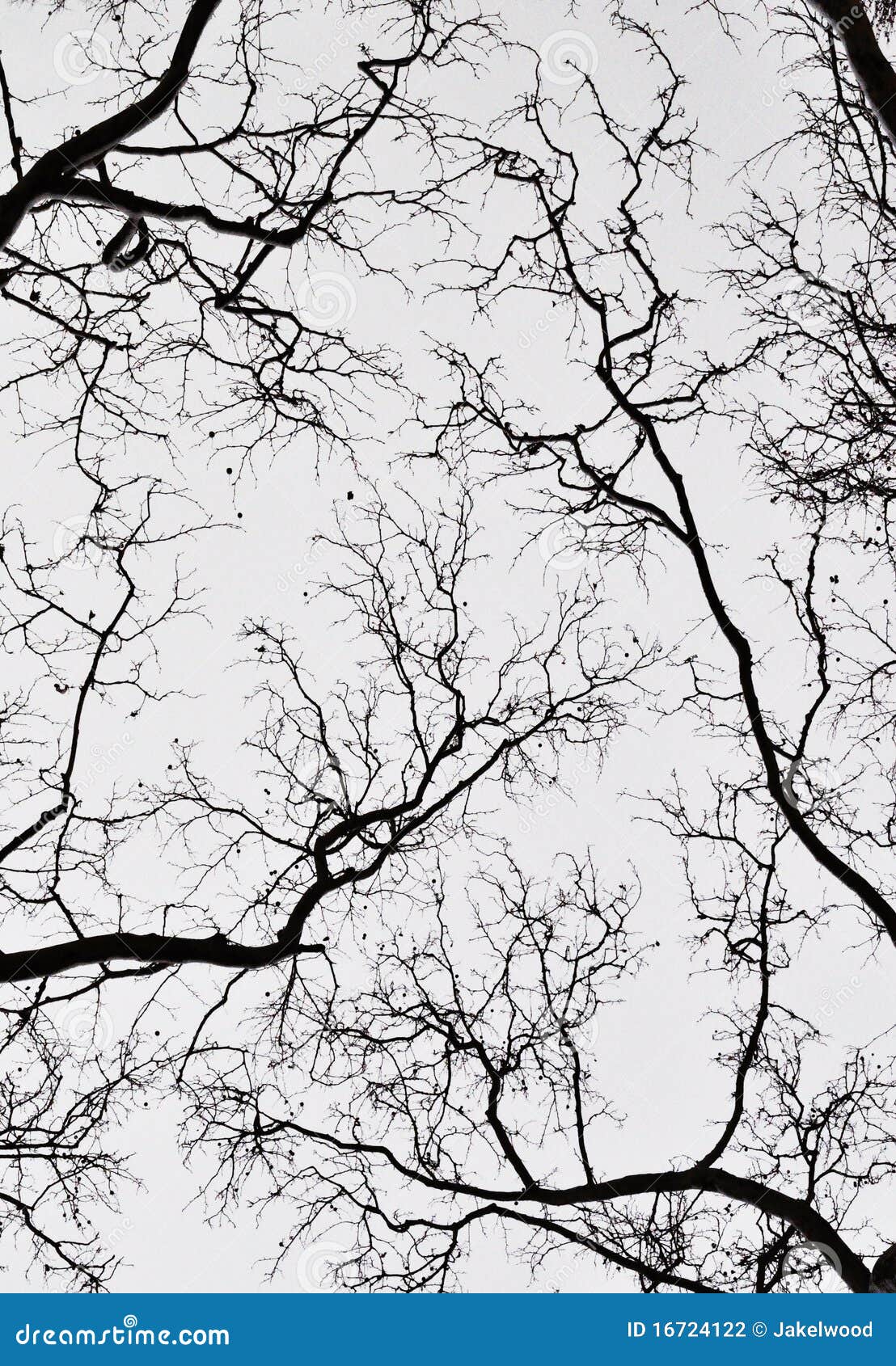 Branches stock photo. Image of contrast, nature, season - 16724122