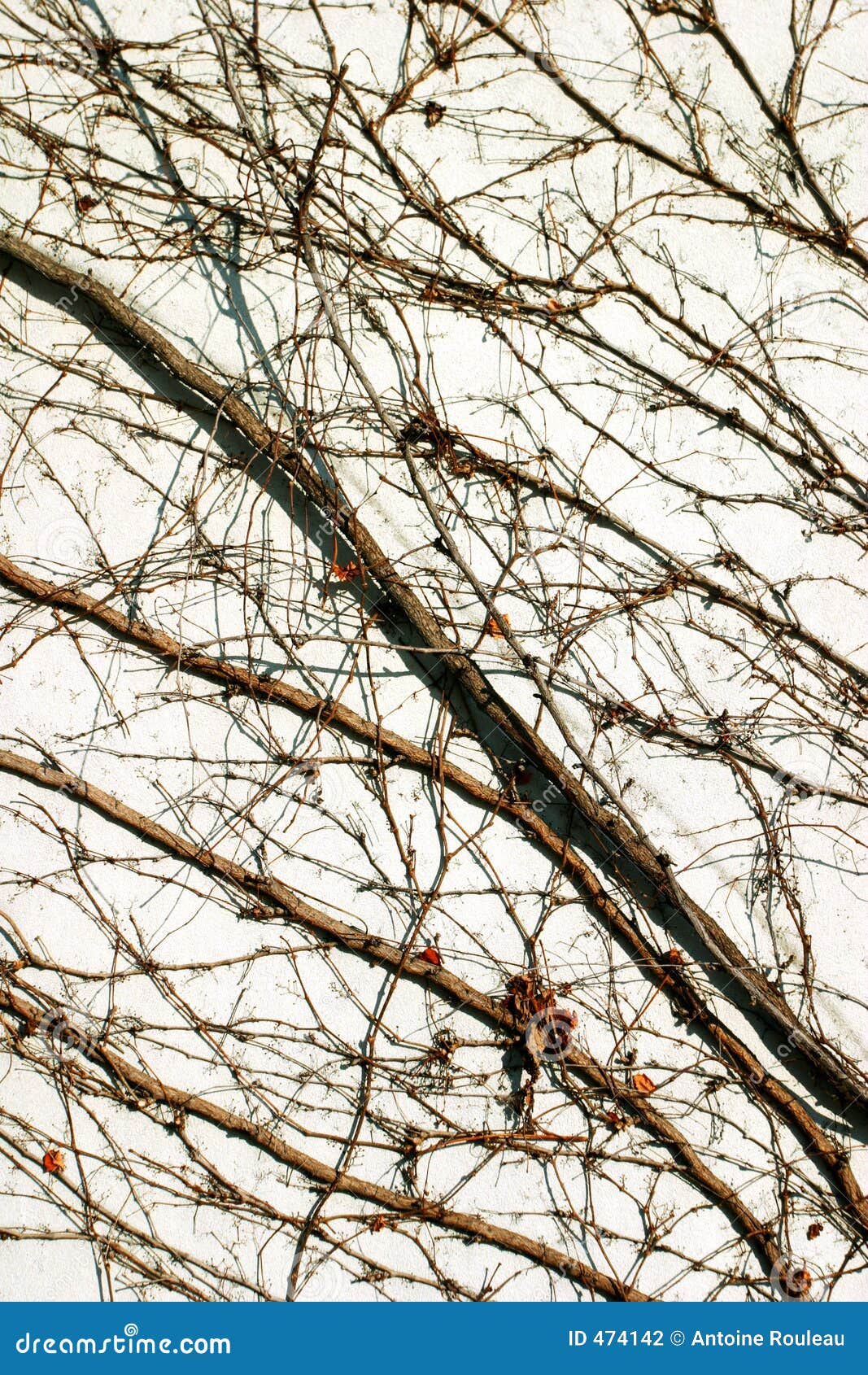 Branch Entanglement Stock Photos - Free & Royalty-Free Stock Photos ...