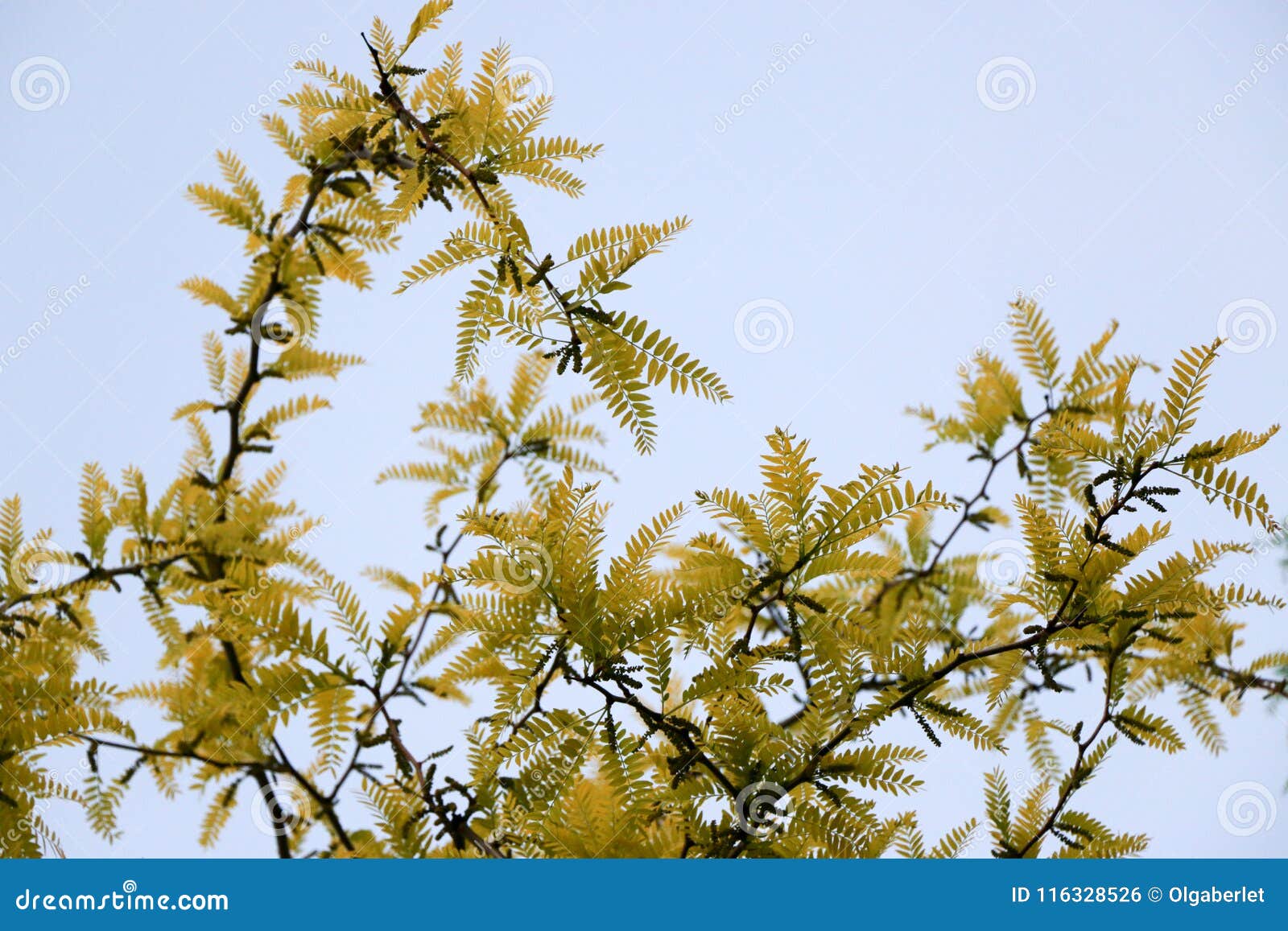 Branches of acacia tree stock photo. Image of healthy - 116328526
