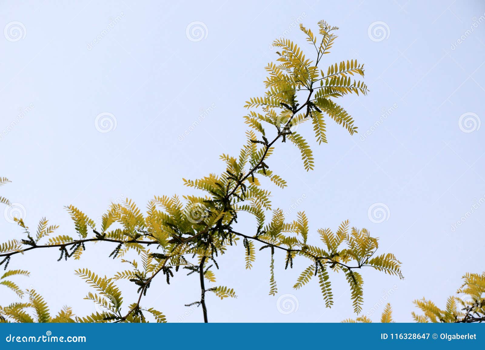 Branches of acacia tree stock image. Image of flower - 116328647