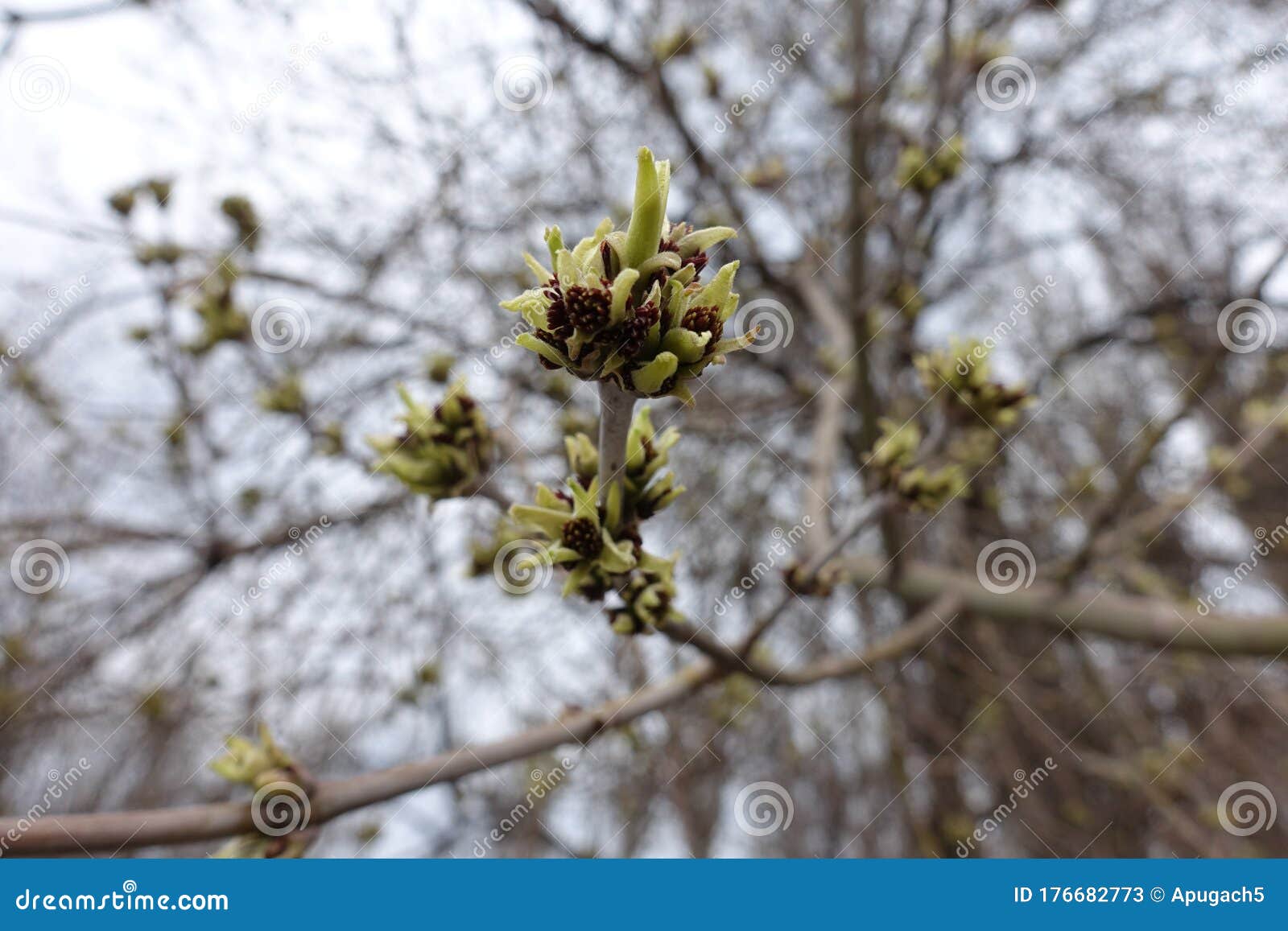 Branches of Acer Negundo with Buds Stock Image - Image of growth ...