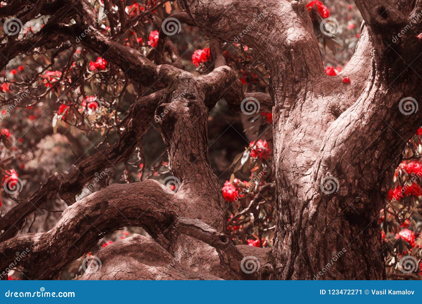 Red Flowers On The Branches Of A Tree Stock Image - Image of happy ...