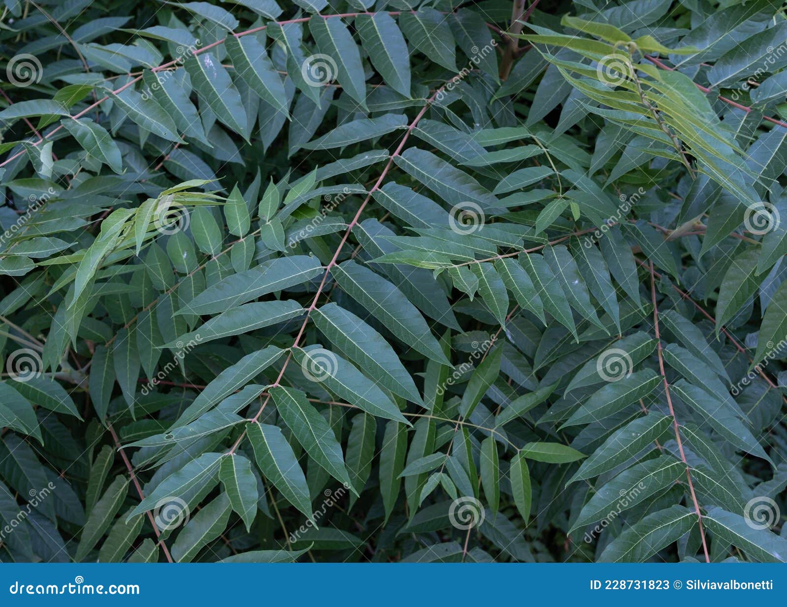Branches of Ailanthus Altissima or Tree of Heaven Stock Image - Image ...