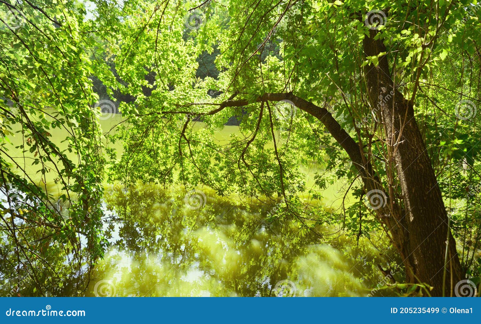 Alder Tree Over Lake Surface Stock Image - Image of water, lake: 205235499