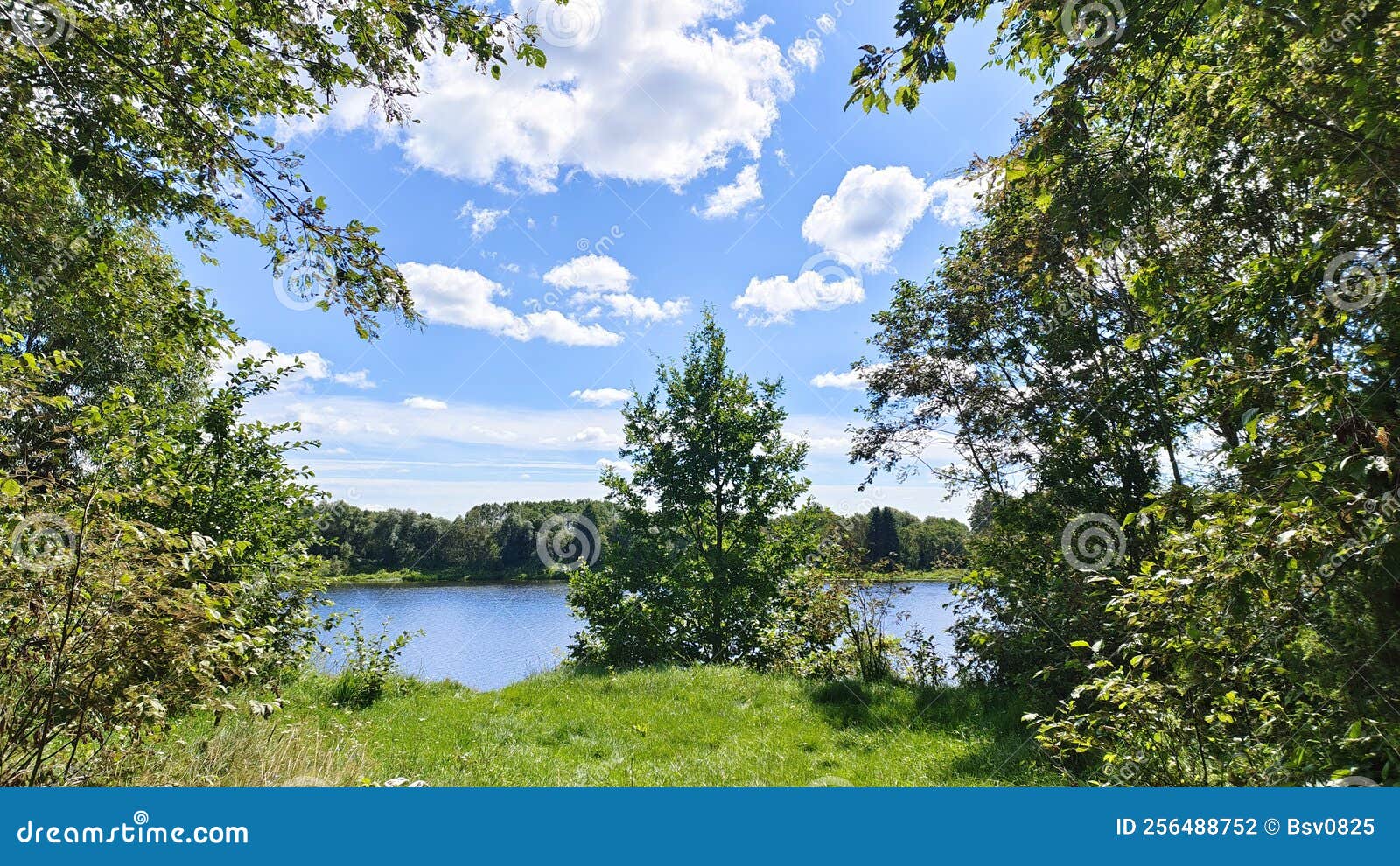 Between the Branches of Alder, Willow, and Oak Trees Growing on the ...