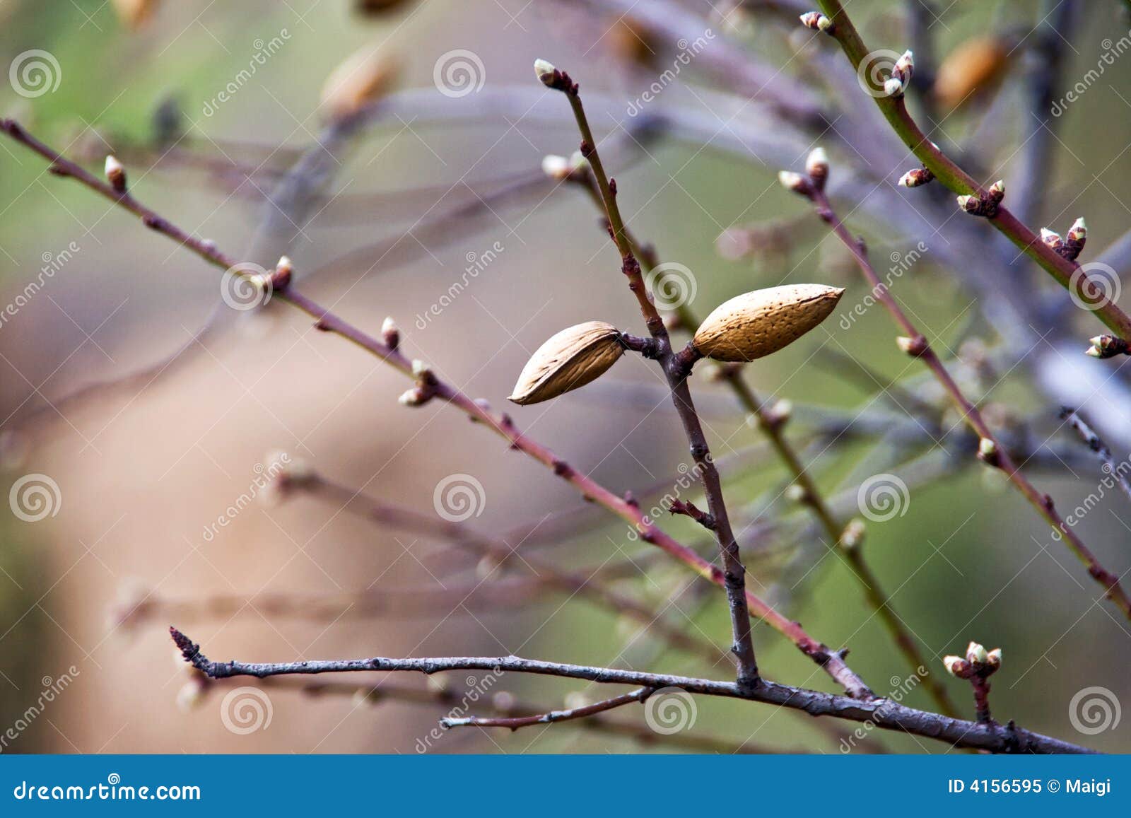 Branches of almond tree stock image. Image of stem, branch - 4156595